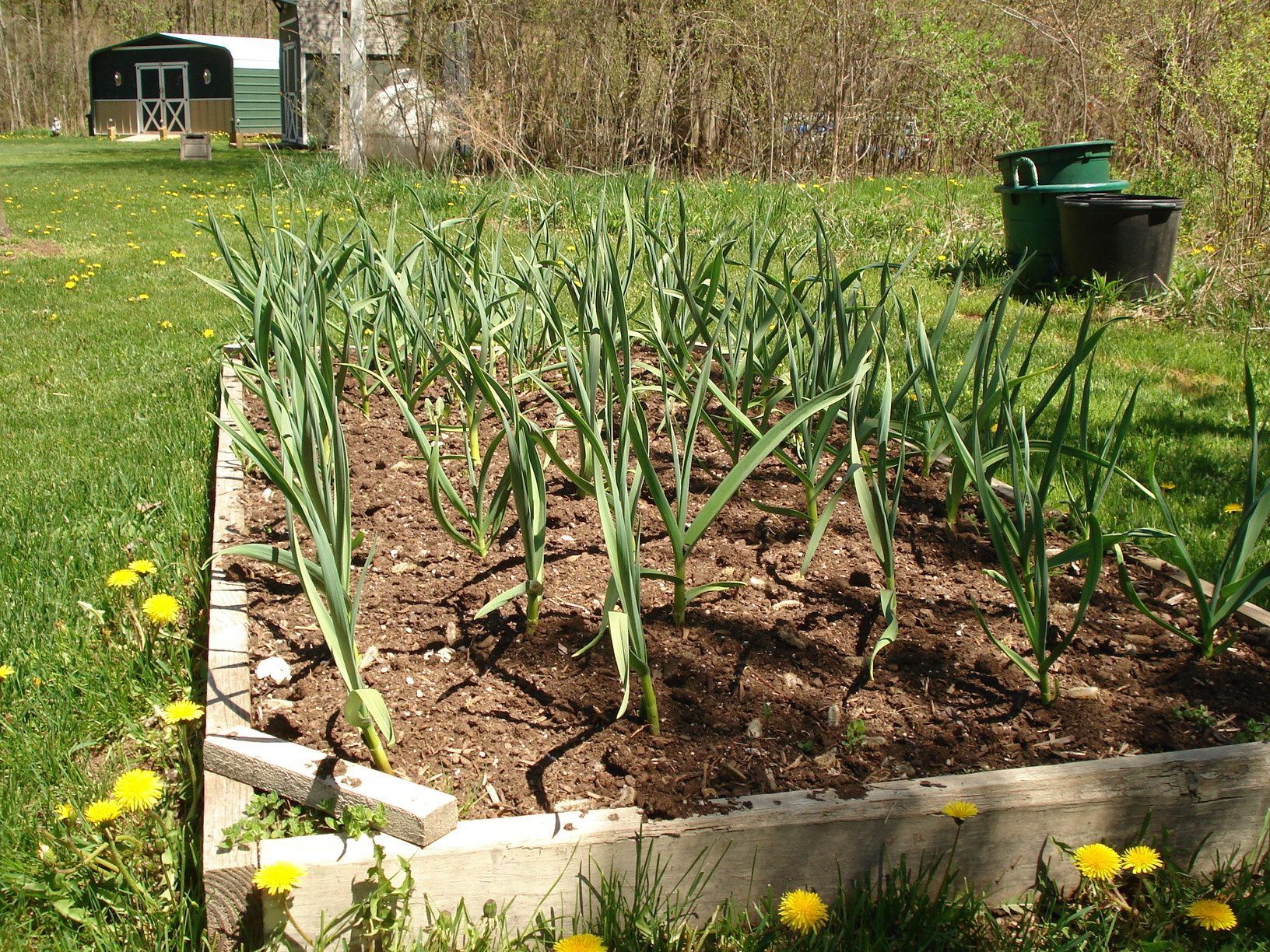 How to Grow Garlic : 4 Steps (with Pictures) - Instructables