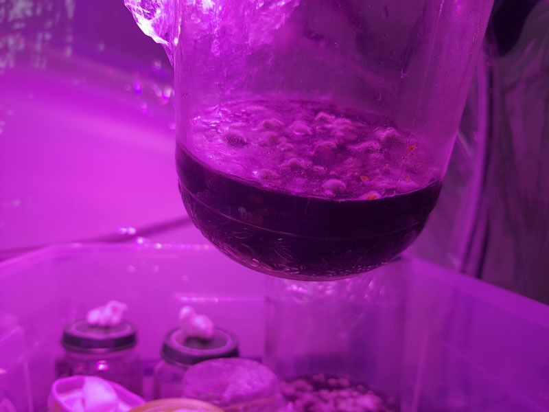 Sowing Orchid Seeds : 16 Steps (with Pictures) - Instructables