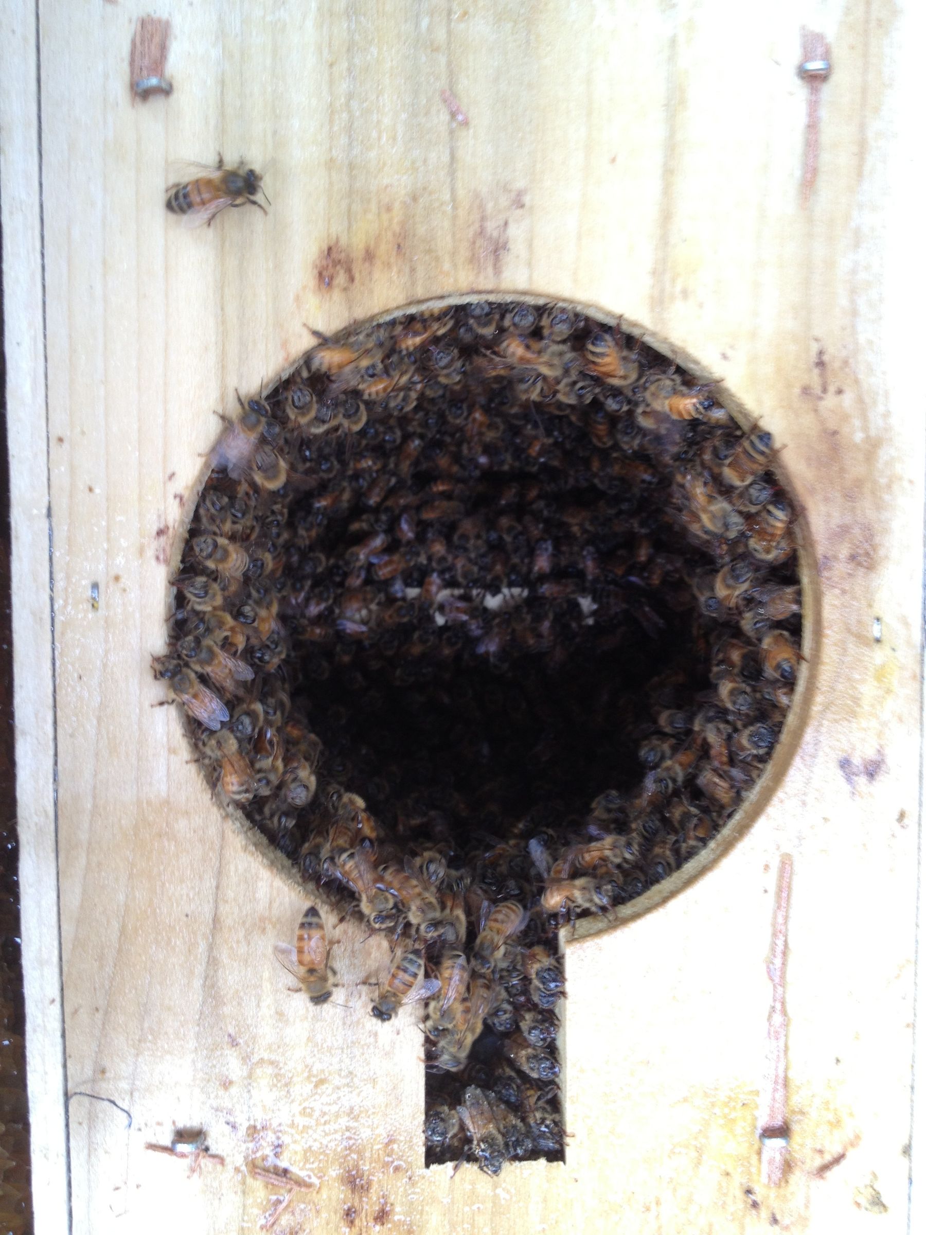 Hive/Install a Bee Colony From a Package : 7 Steps (with Pictures ...