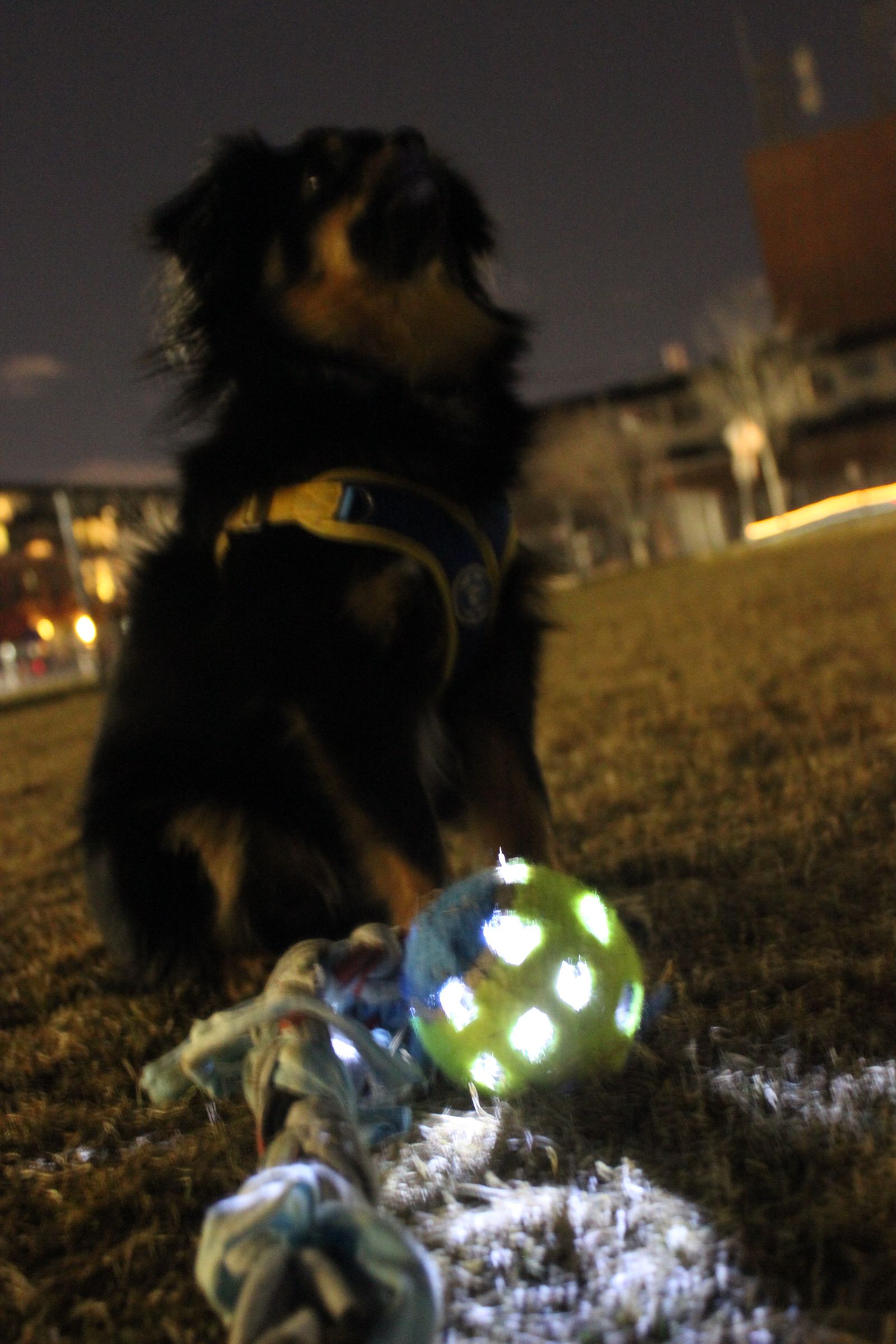 $3 Light Up Dog Toy : 6 Steps (with Pictures) - Instructables