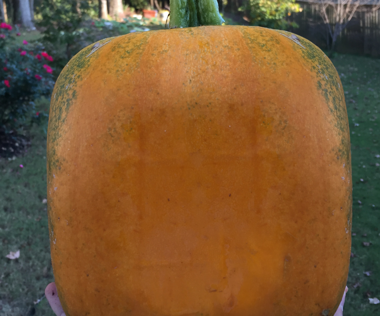 Grow a Square Pumpkin! : 5 Steps - Instructables
