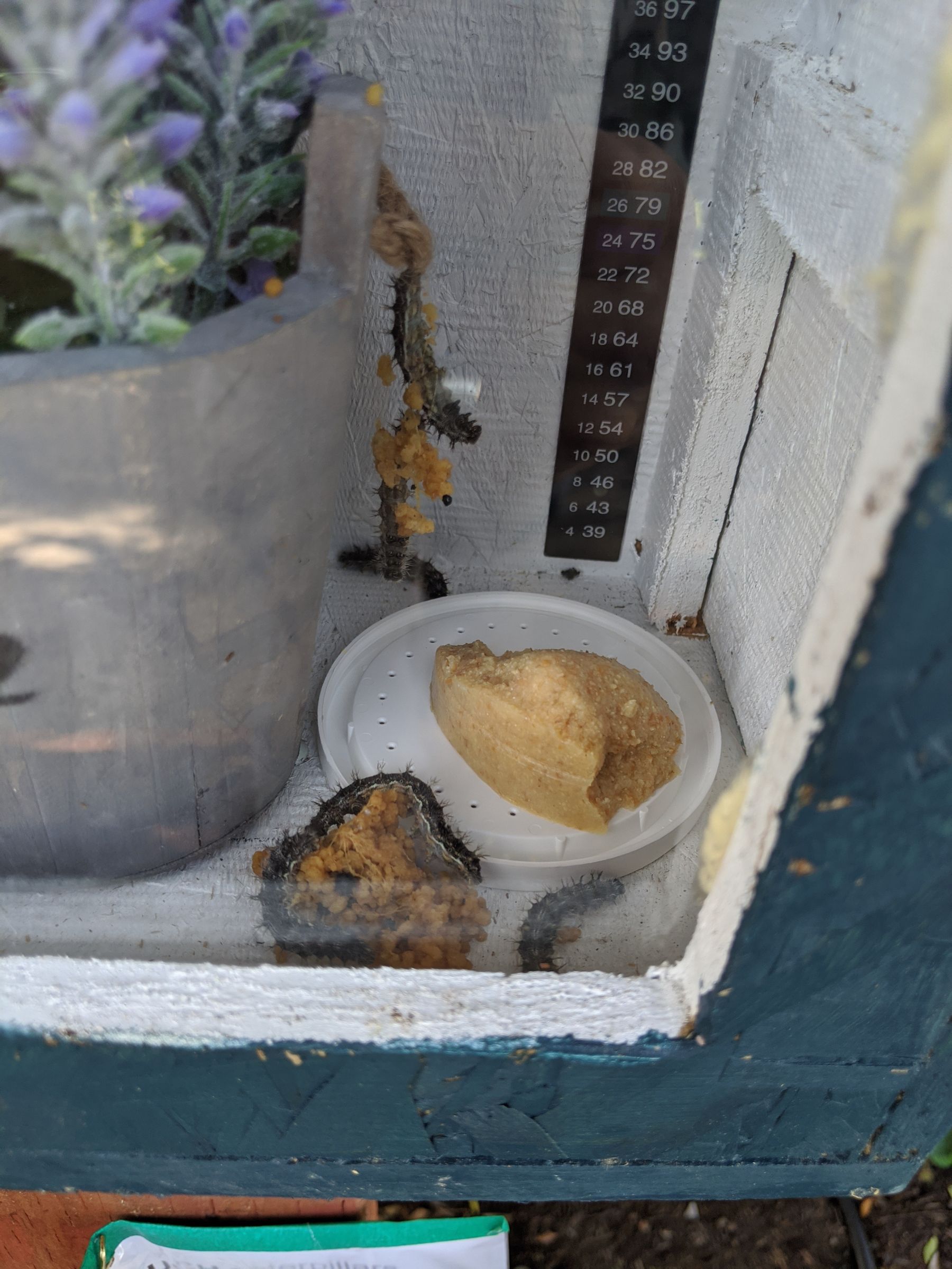 Butterfly Garden Boxes : 5 Steps (with Pictures) - Instructables