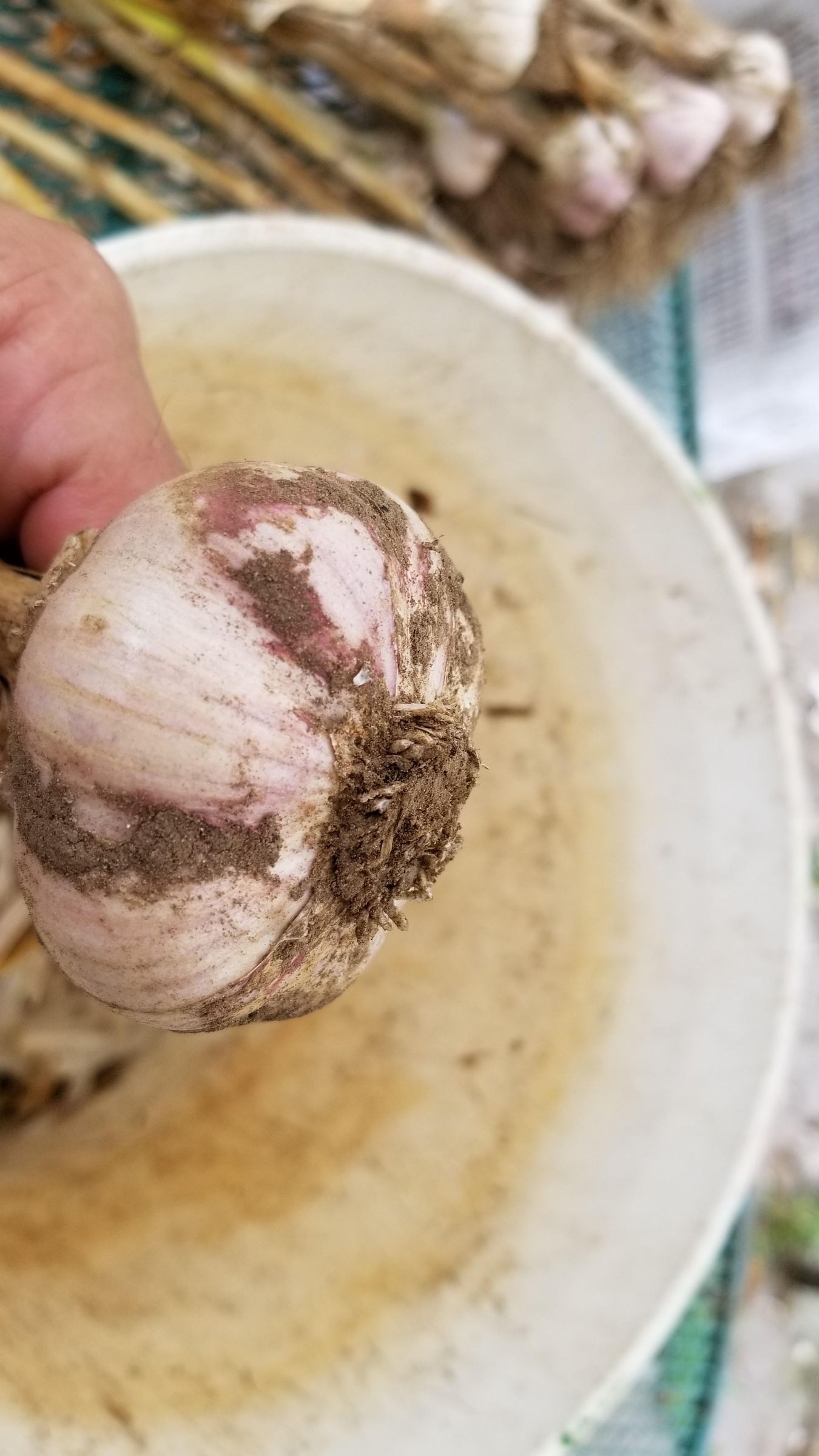 Garlic Gardening : 49 Steps (with Pictures) - Instructables