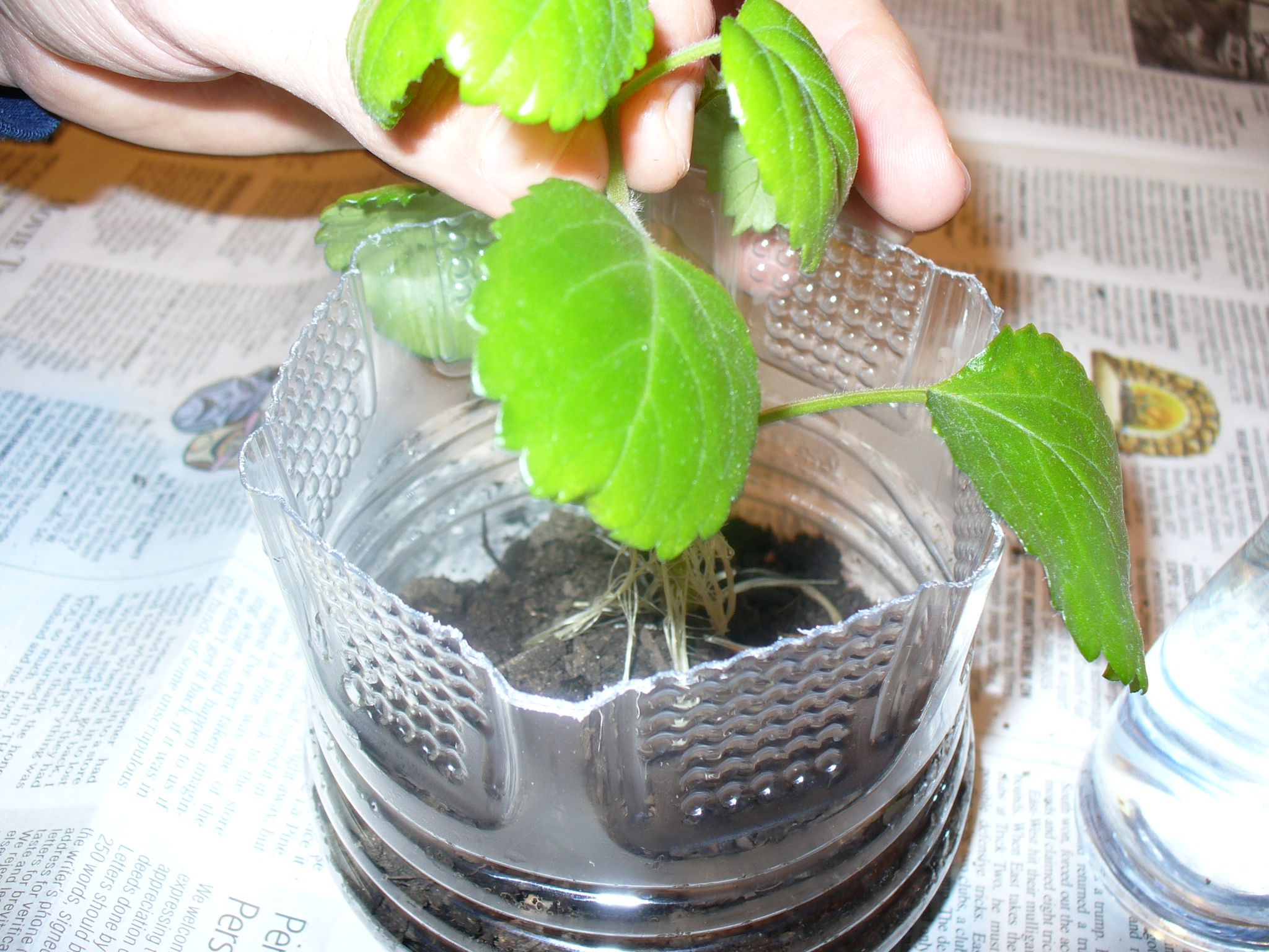 Recycled Plastic Bottle Plant Pot : 4 Steps - Instructables