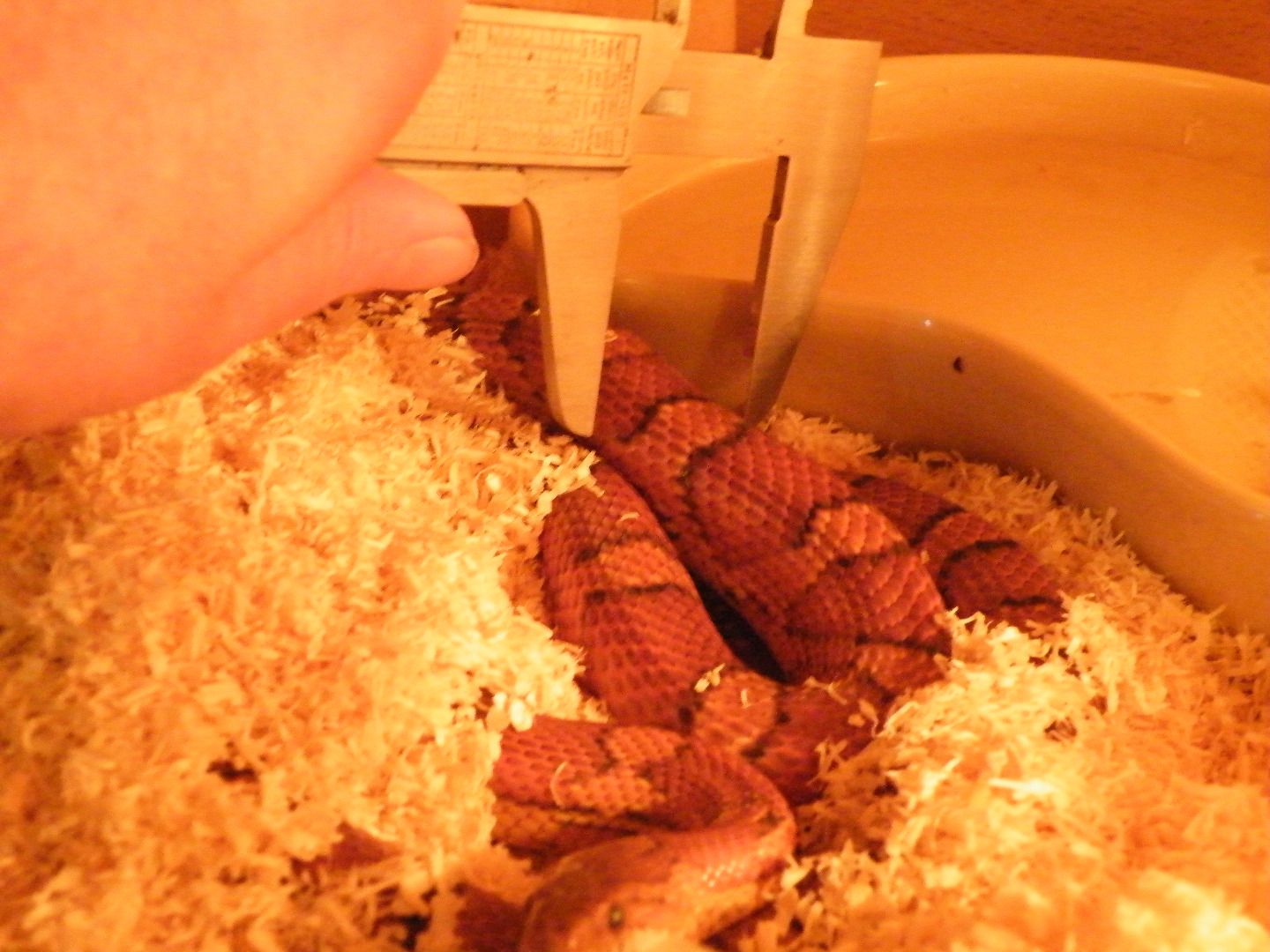 Simple Snake Home : 5 Steps (with Pictures) - Instructables
