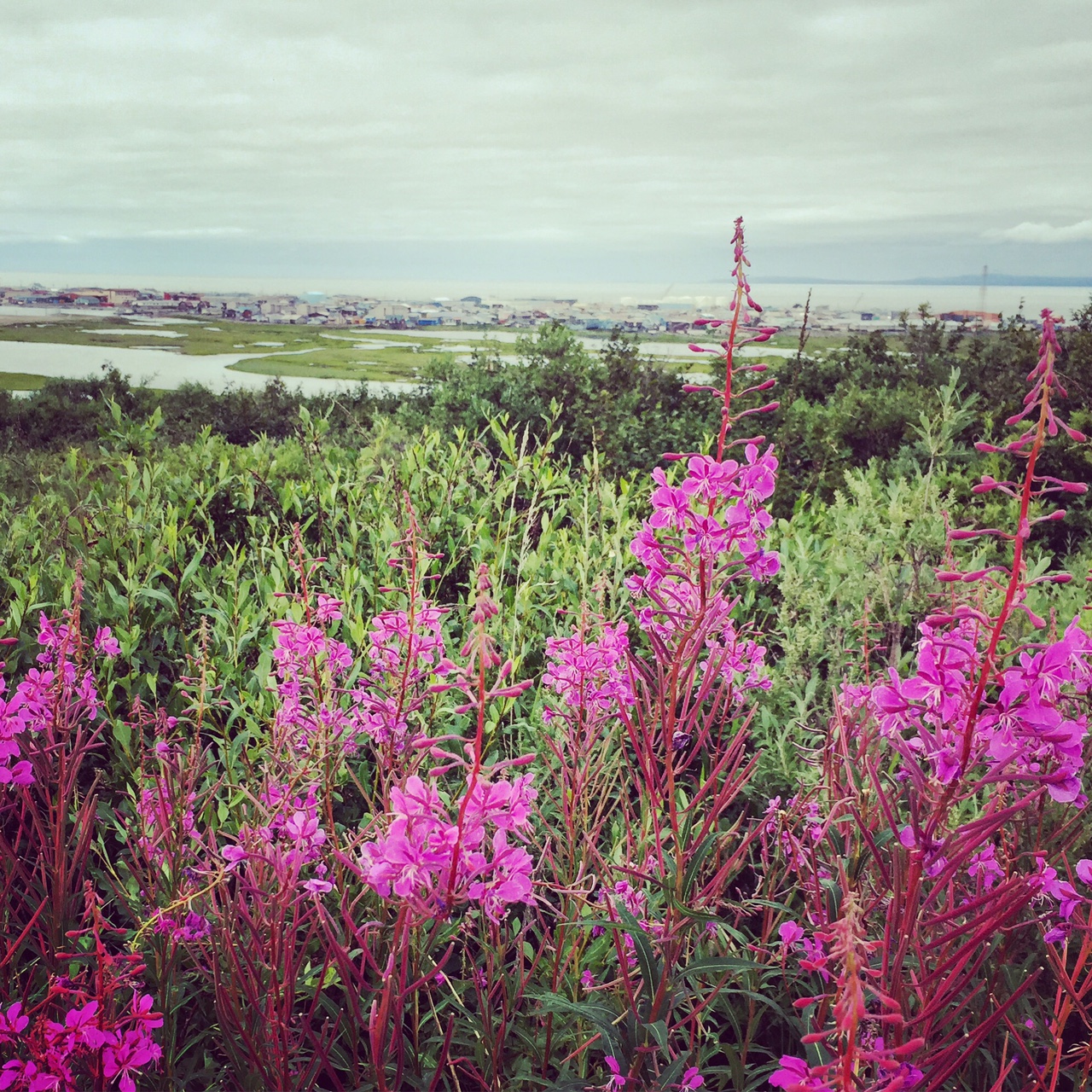 Fireweed Jelly (or Other Edible Flower Jelly) : 4 Steps - Instructables