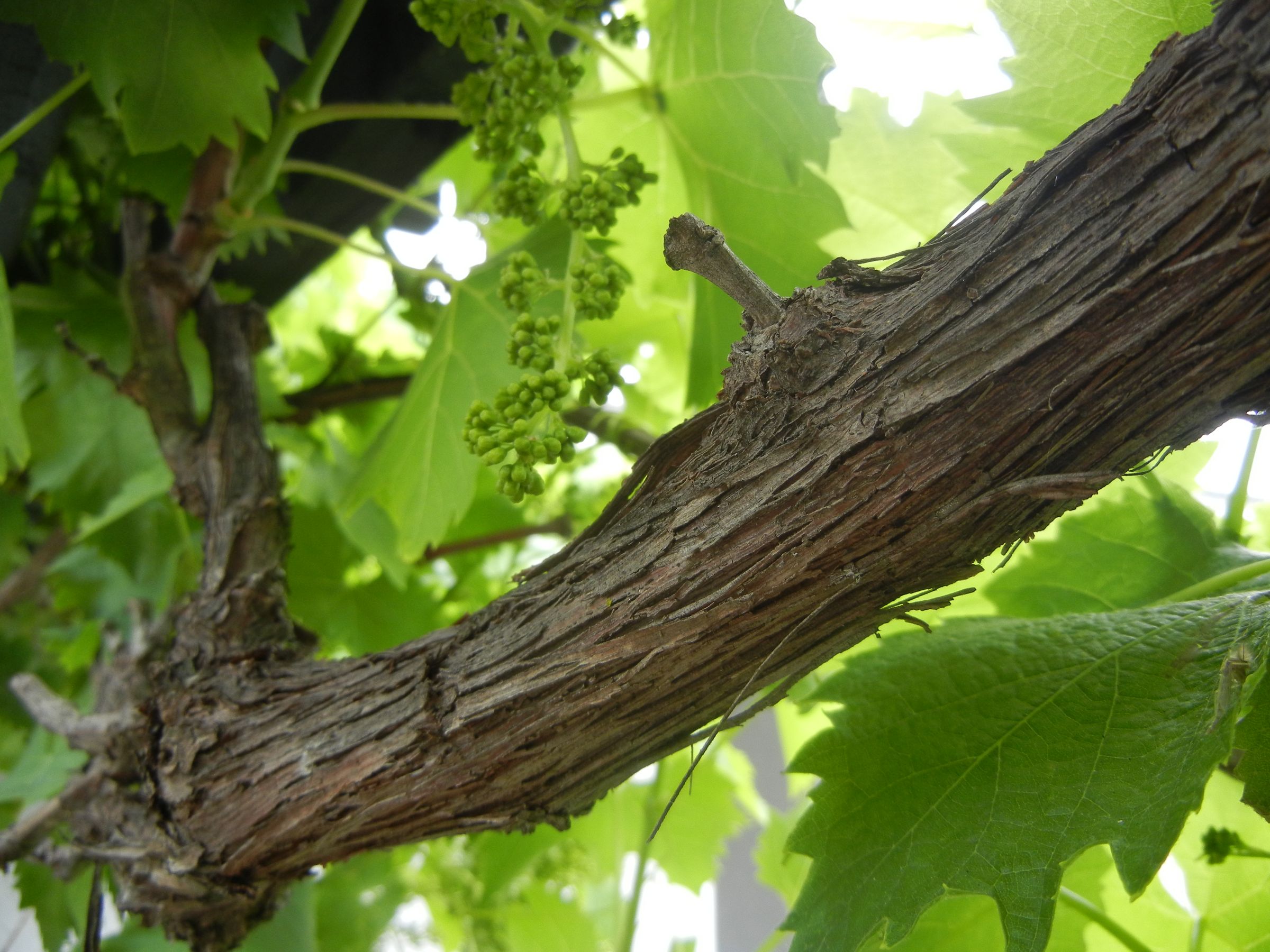 Grapevine Terrace - Instructables