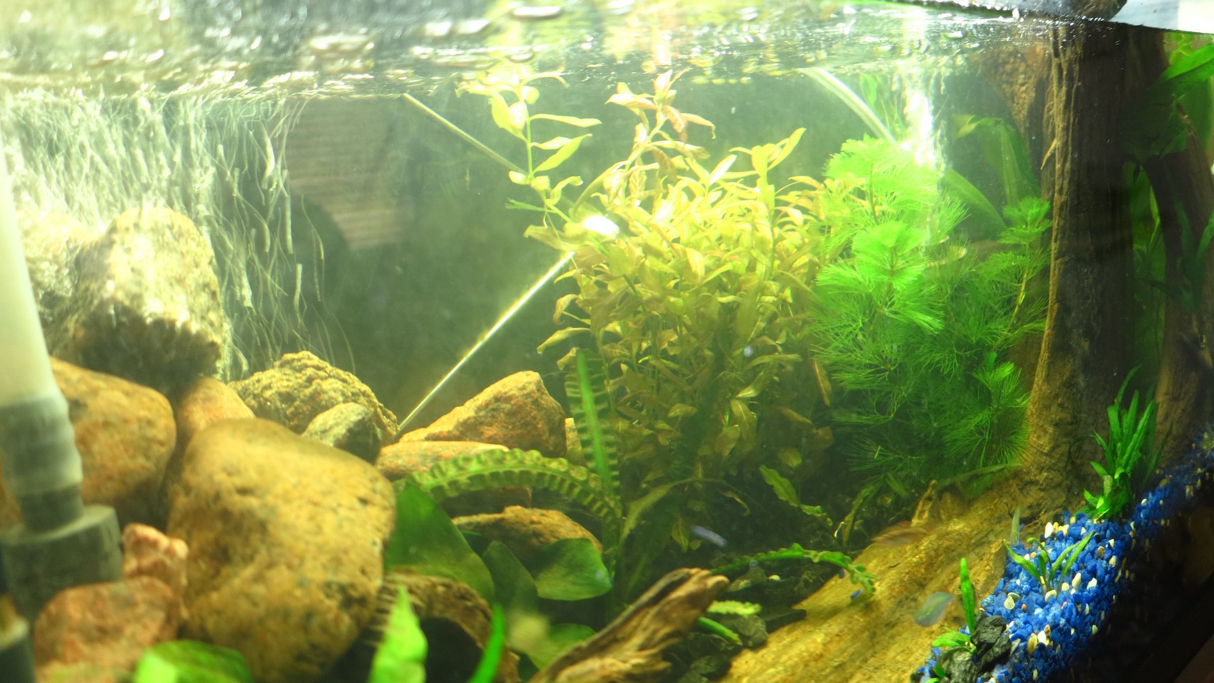 Ebb and Flow Aquaponics for the Office : 12 Steps (with Pictures ...