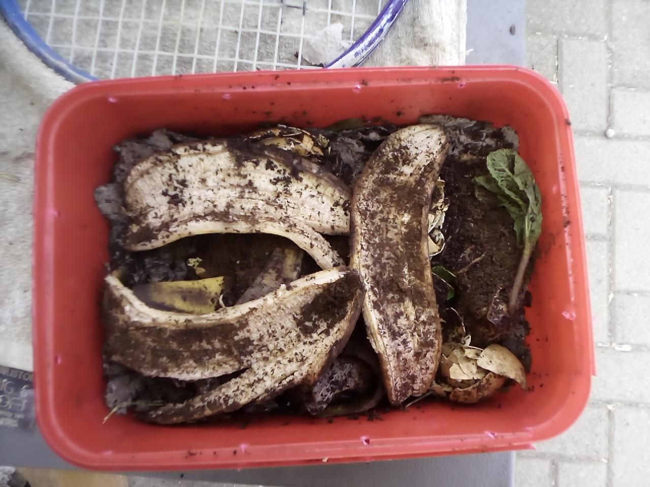 How to Make a Mini Wormery Out of Ice Cream Containers : 6 Steps ...