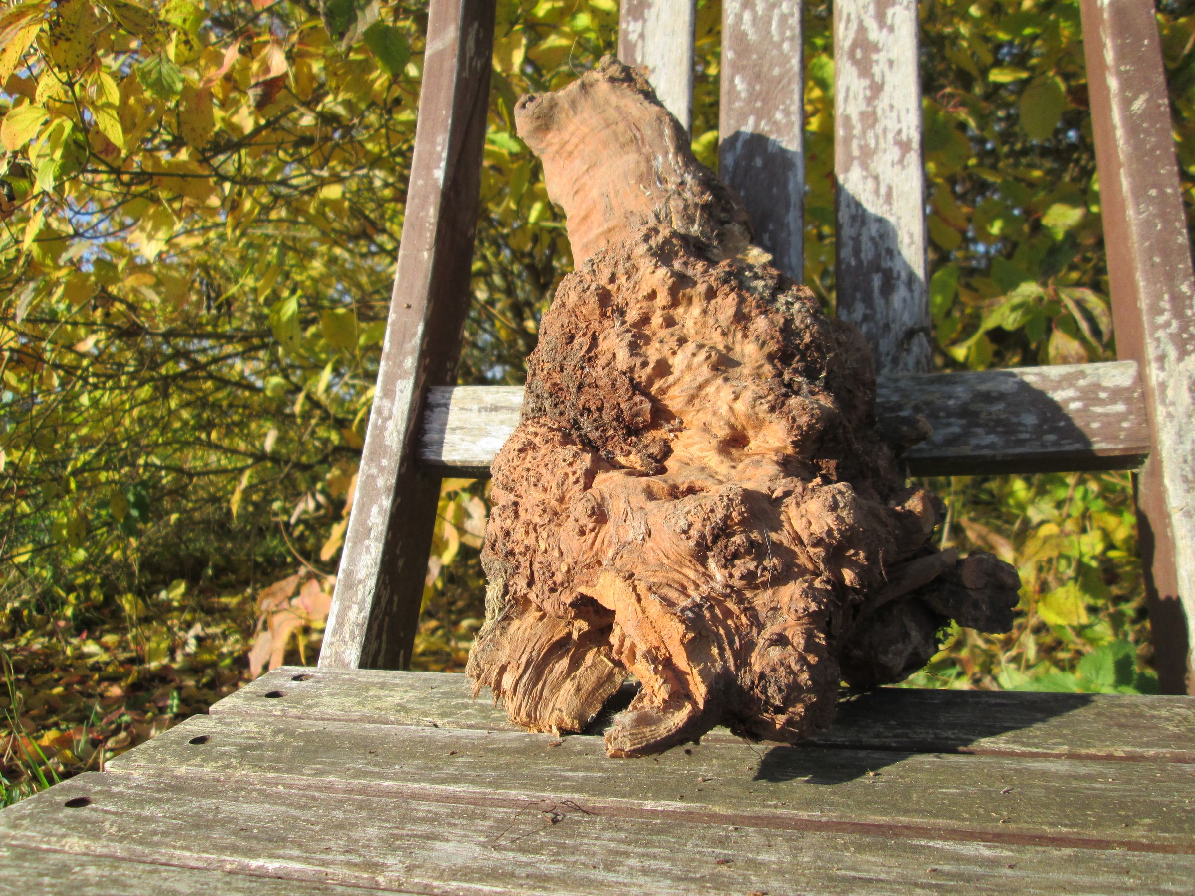 Briar Tree