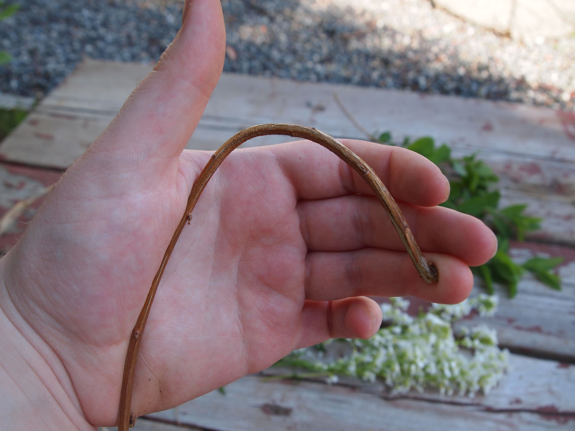 DIY Real Flower Crowns : 5 Steps (with Pictures) - Instructables