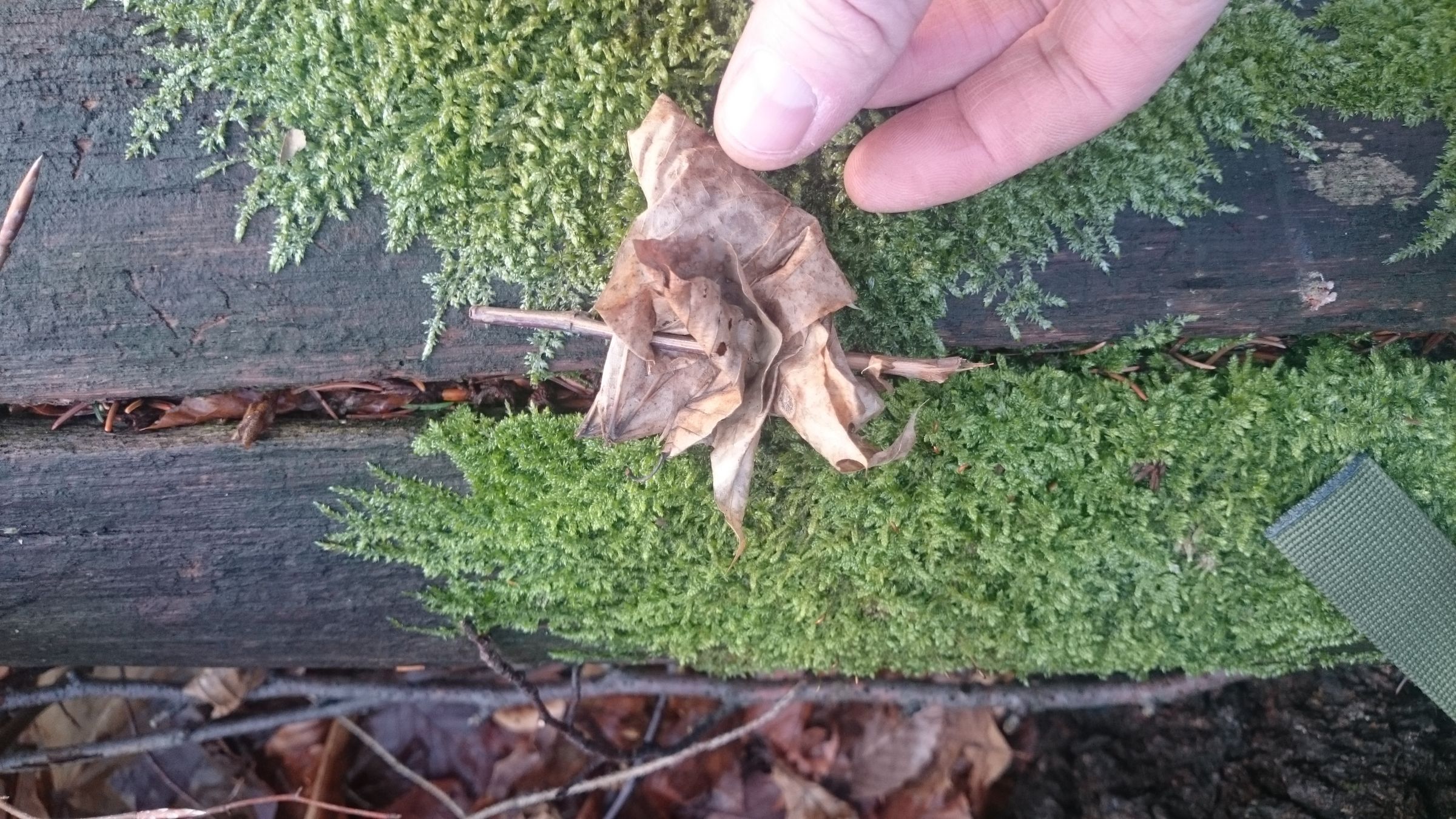 Survival Tip: Great Tinder Fire Starter in Any Weather : 5 Steps (with ...