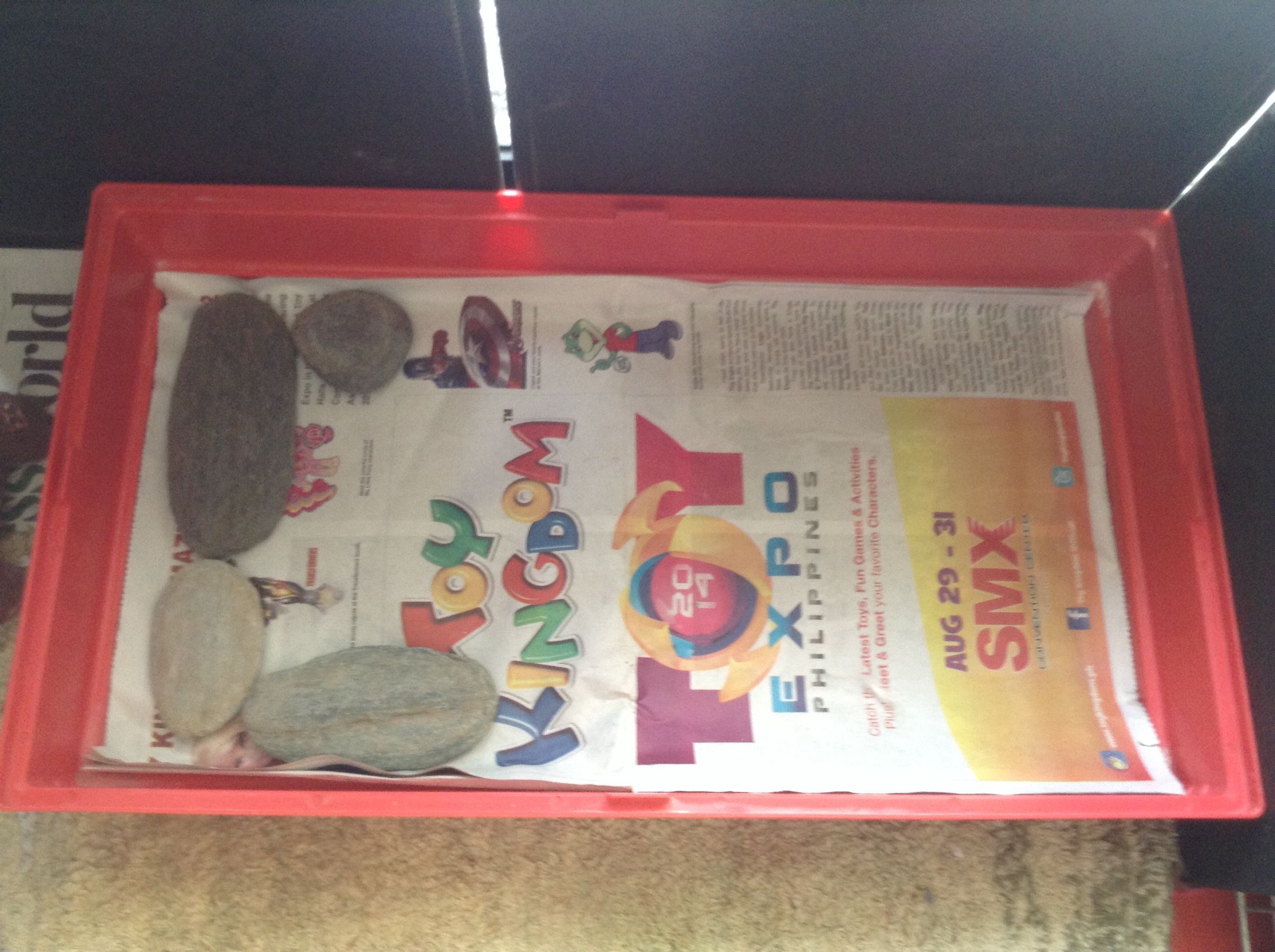 How to Litter Train Your Rabbit : 4 Steps - Instructables