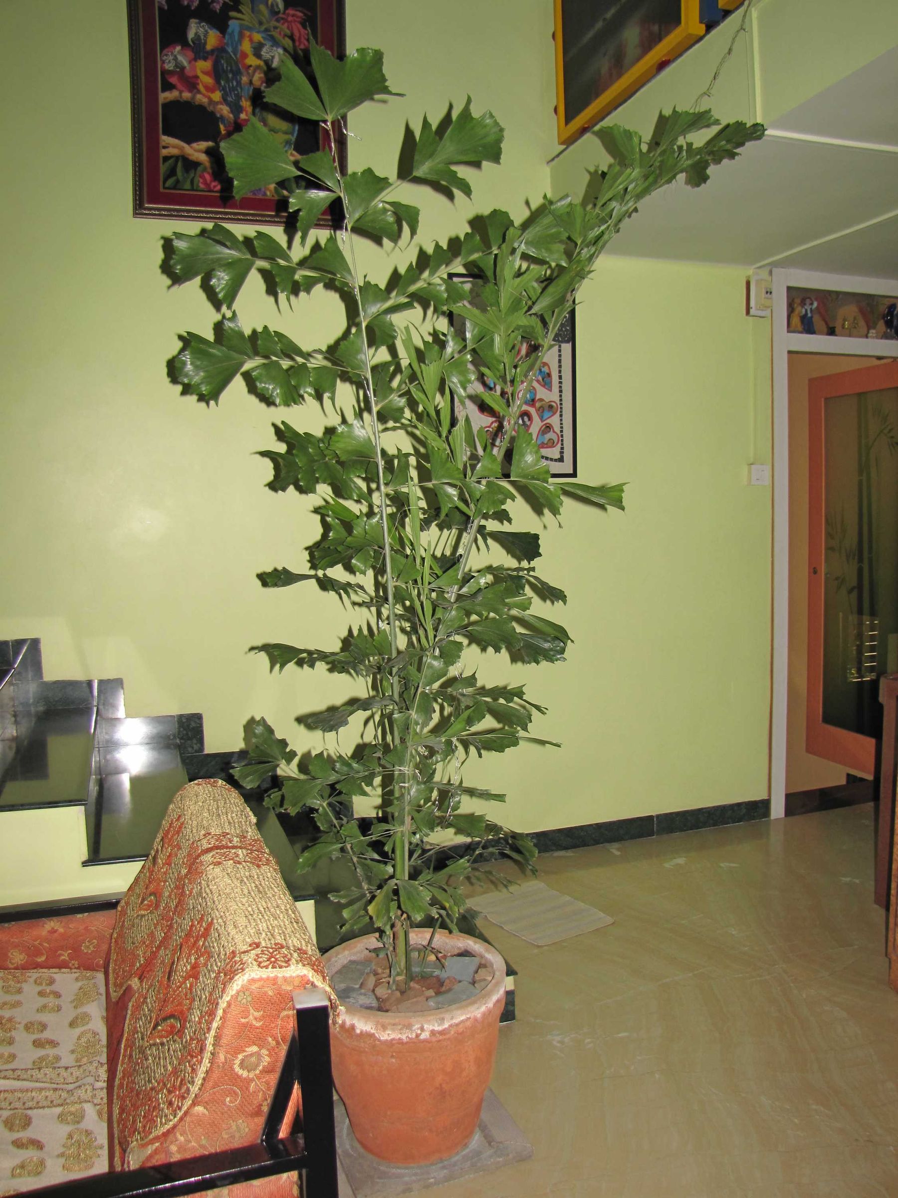 Diwali Tree - Instructables