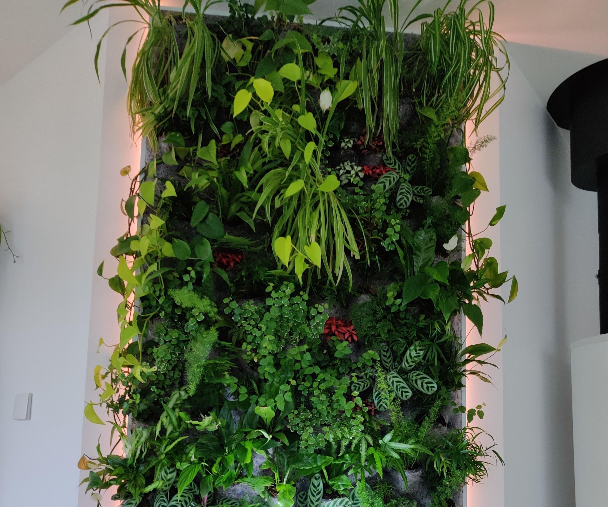 Indoor Green Wall : 5 Steps (with Pictures) - Instructables