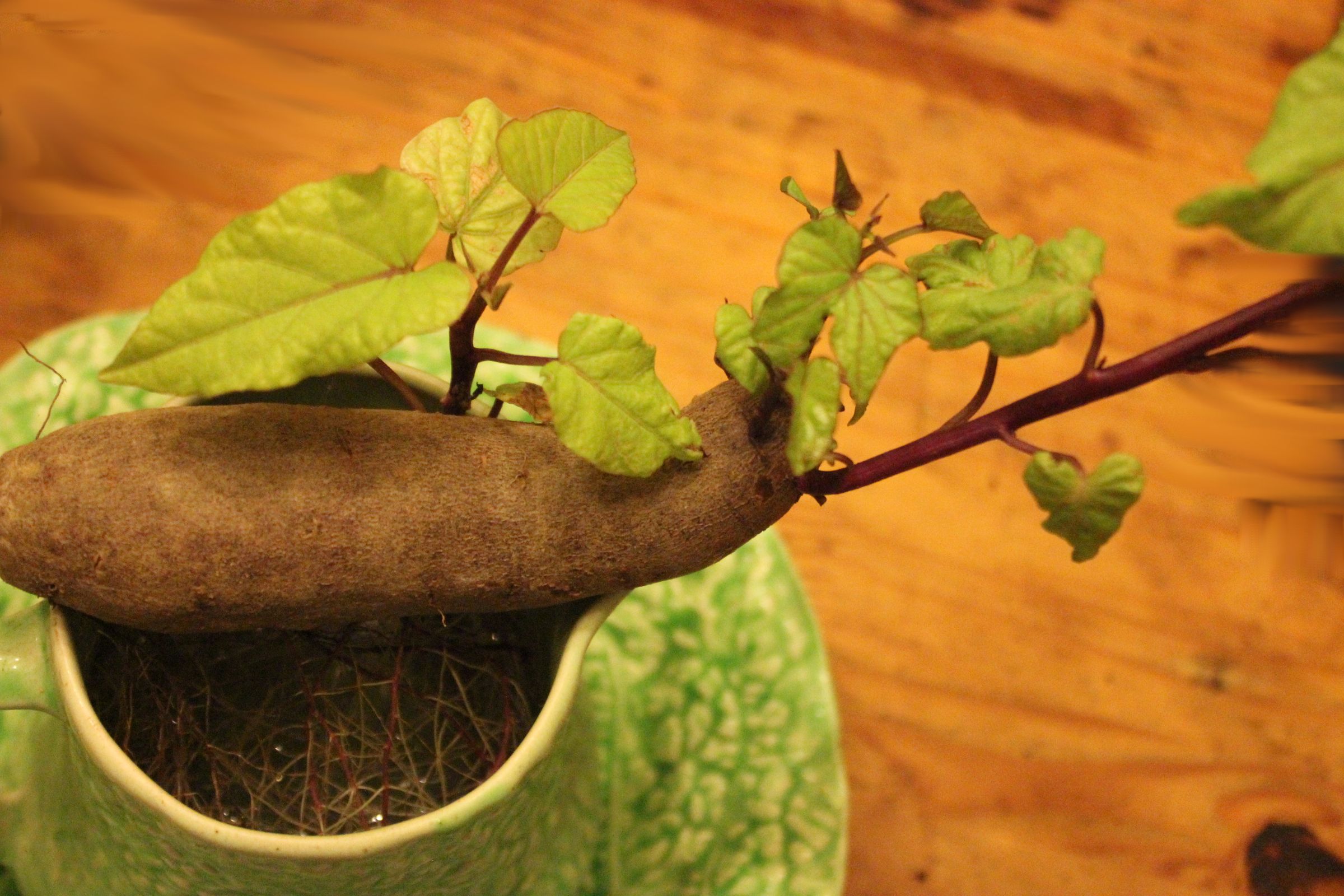 Car Greenhouse - Growing Food, Extending the Season and Succeeding With ...