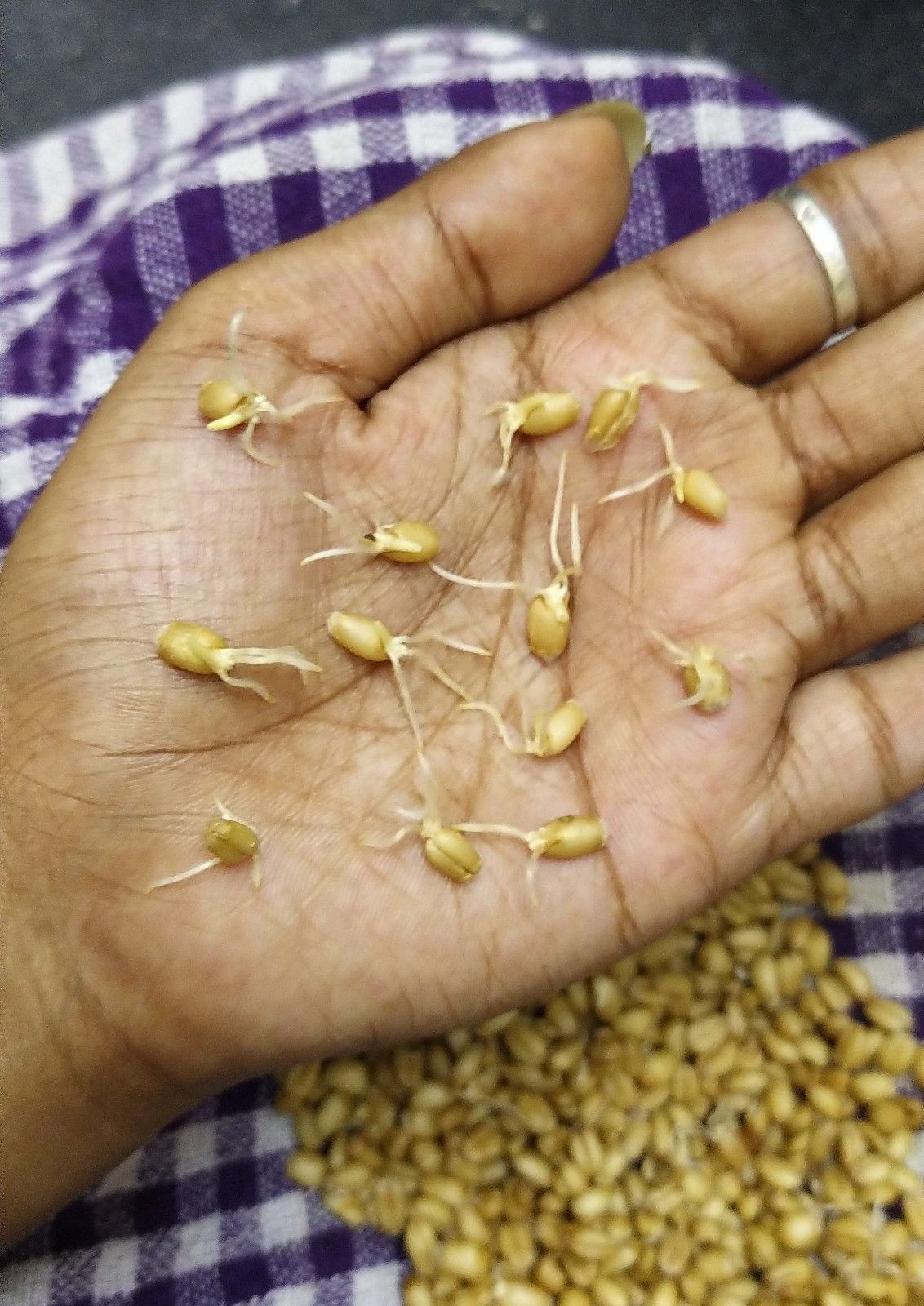 Micro Greens - Perfect for Indoors : 22 Steps (with Pictures ...