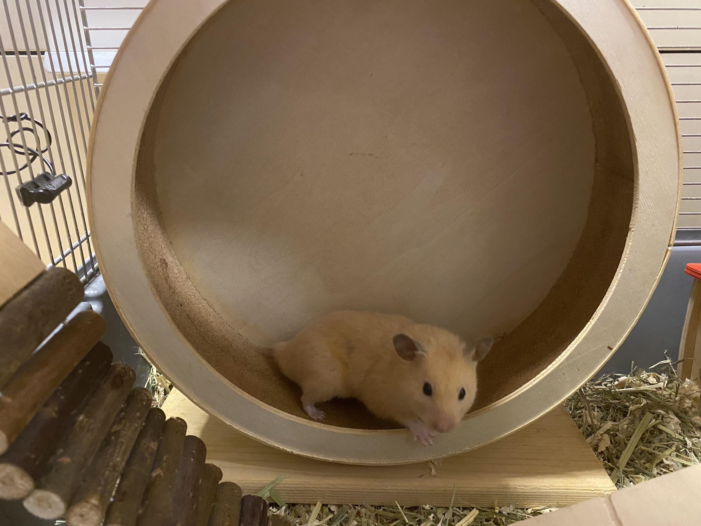 Hamster Wheel Tracker : 7 Steps - Instructables
