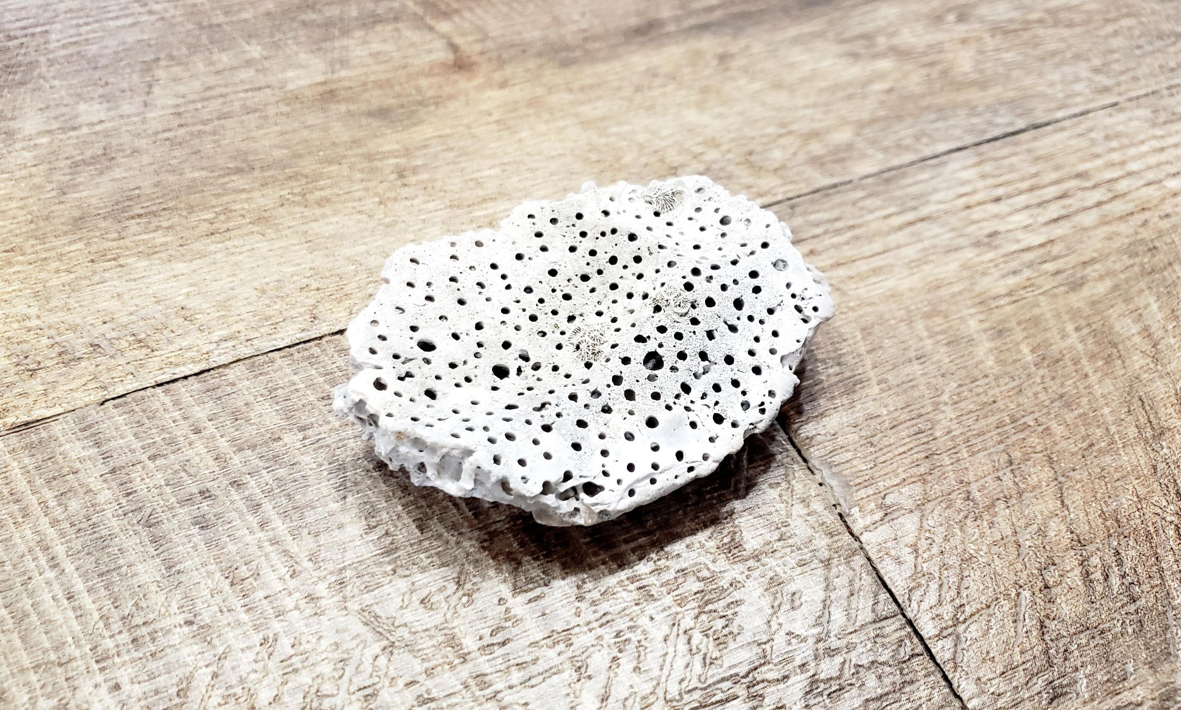 Vacation Memento Shell Bowl : 4 Steps (with Pictures) - Instructables