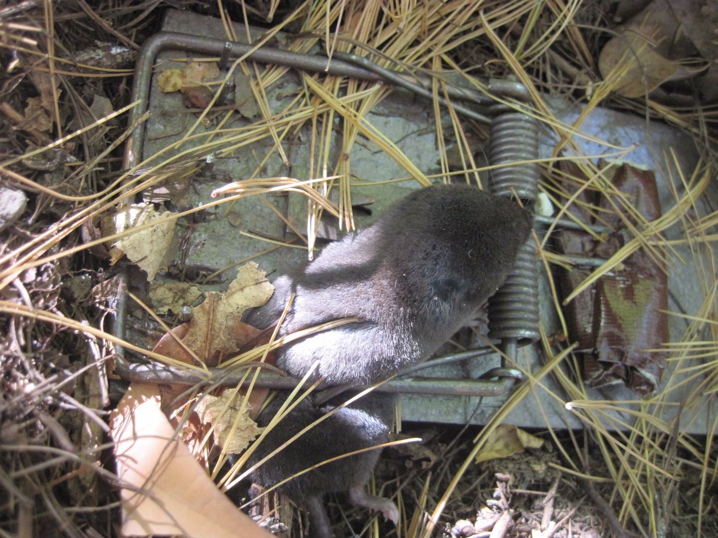 Small Game Trapping, Part 2 - Instructables