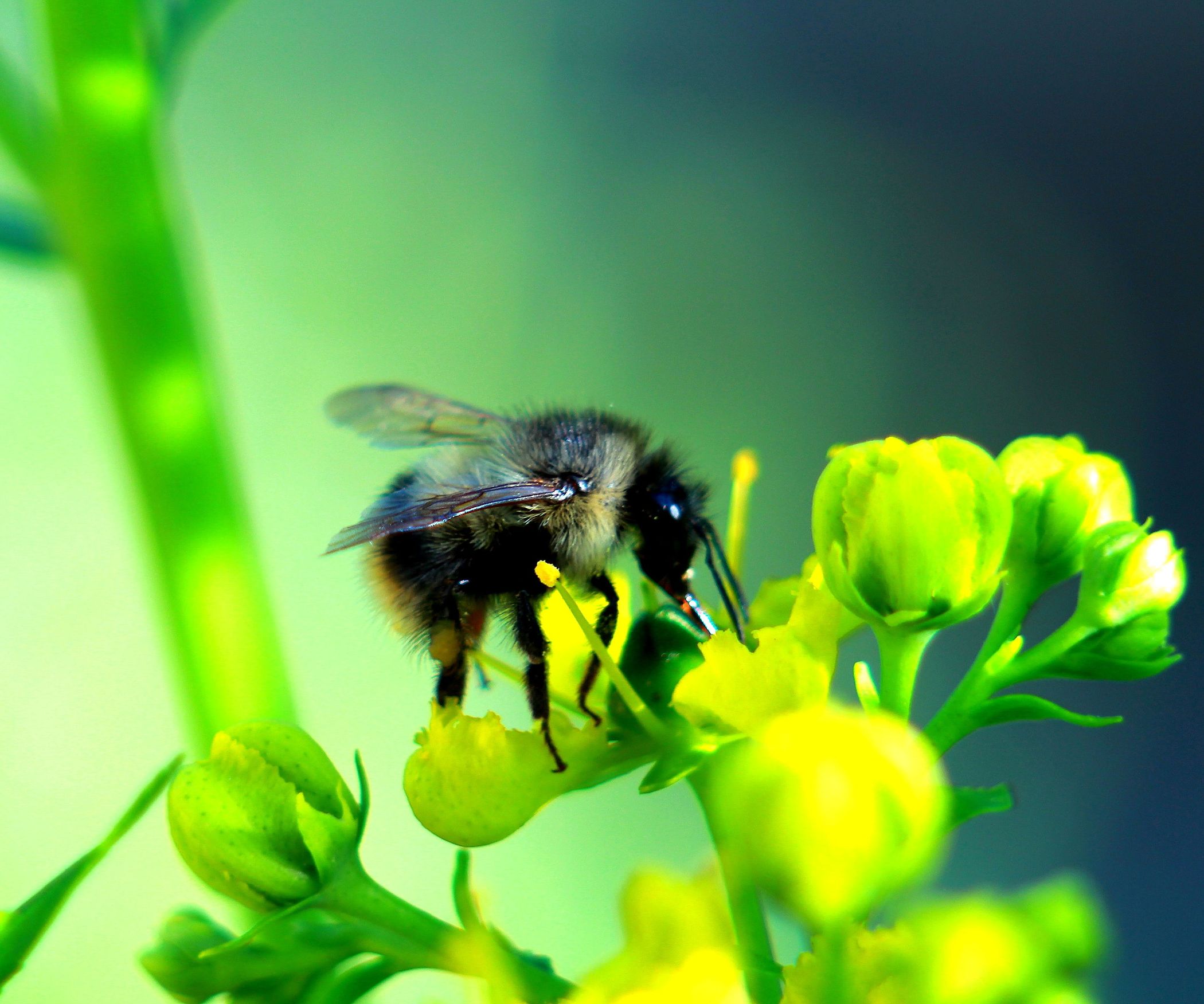 Macro Photography Using Extension Tubes and Kit Lense : 3 Steps (with ...