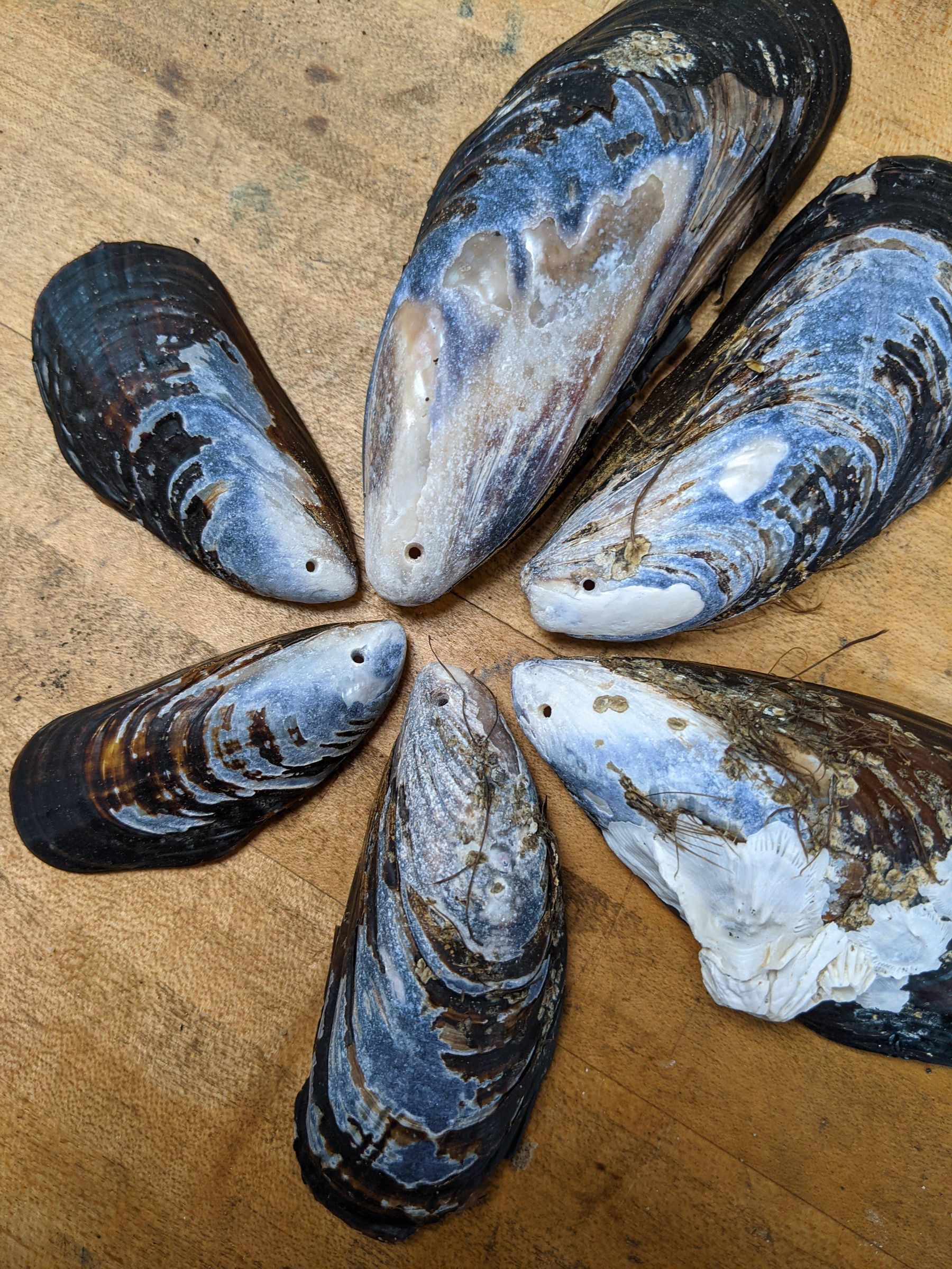 Mussel Shell Hanging Mobile : 6 Steps (with Pictures) - Instructables