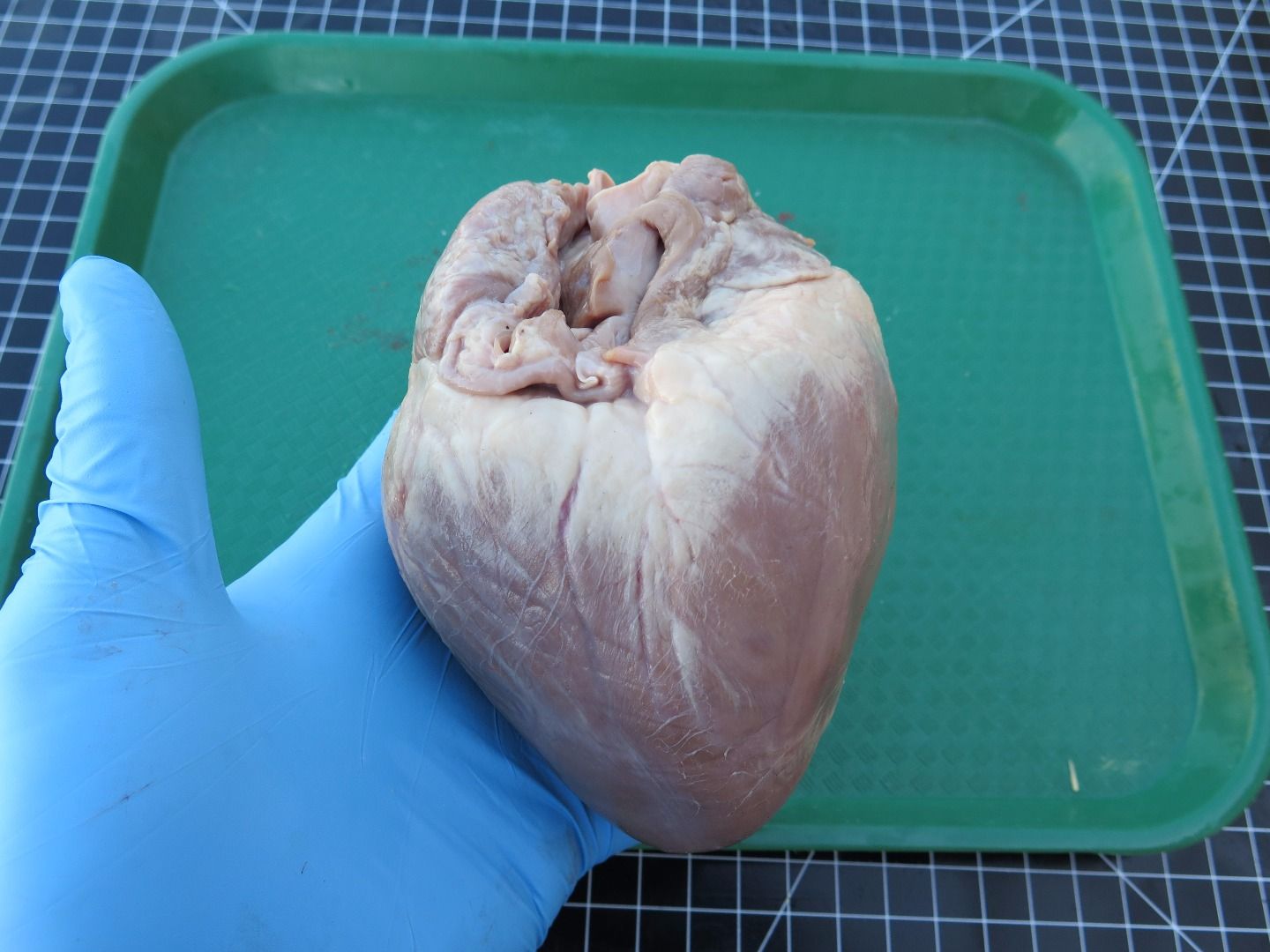 Heart Dissection : 8 Steps (with Pictures) - Instructables