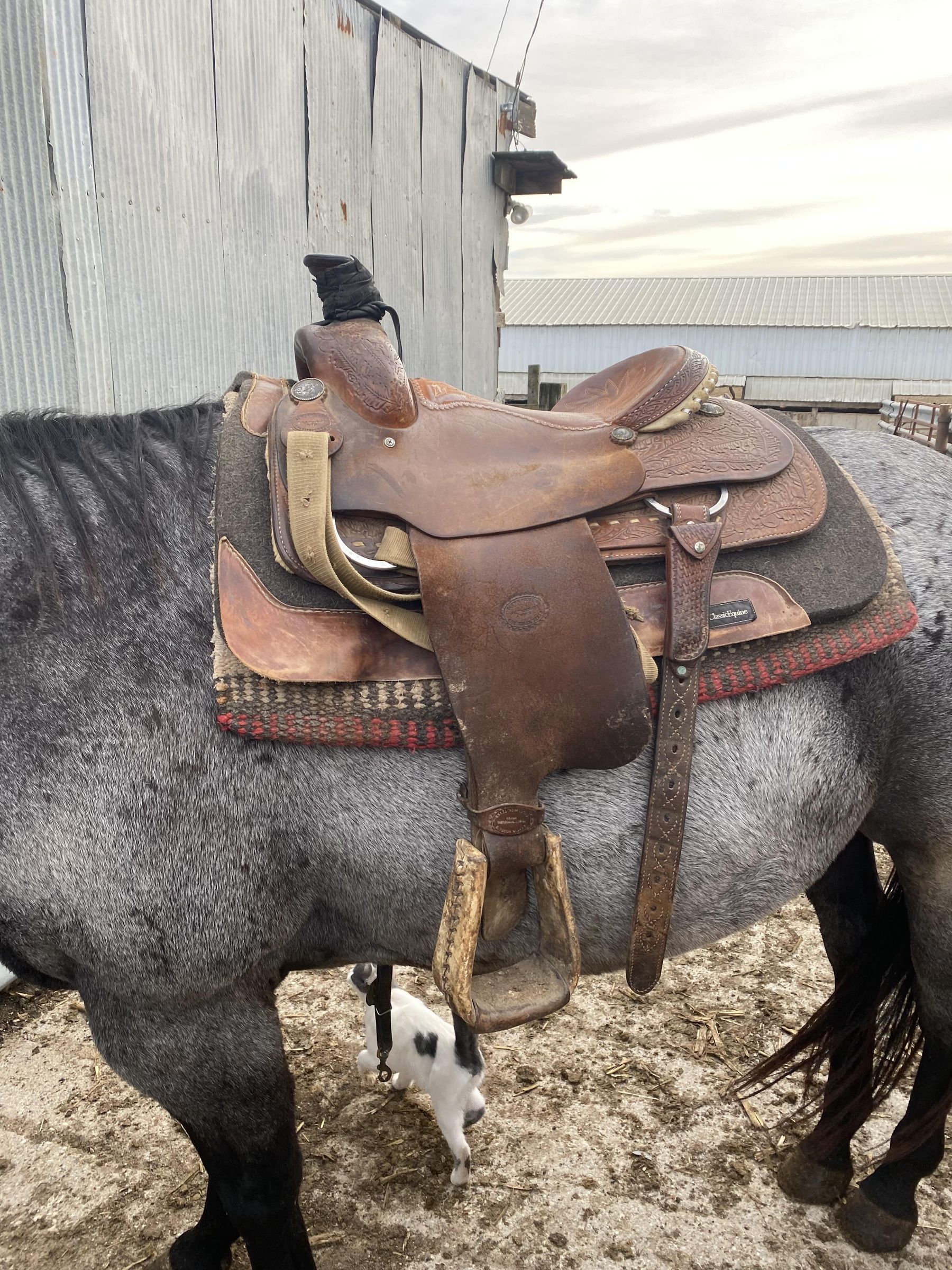 Saddling a Horse : 10 Steps (with Pictures) - Instructables