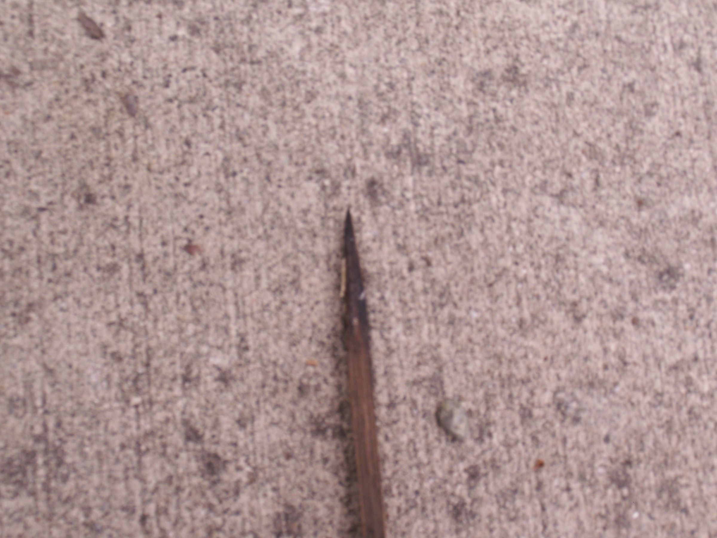 Sharpened Stick