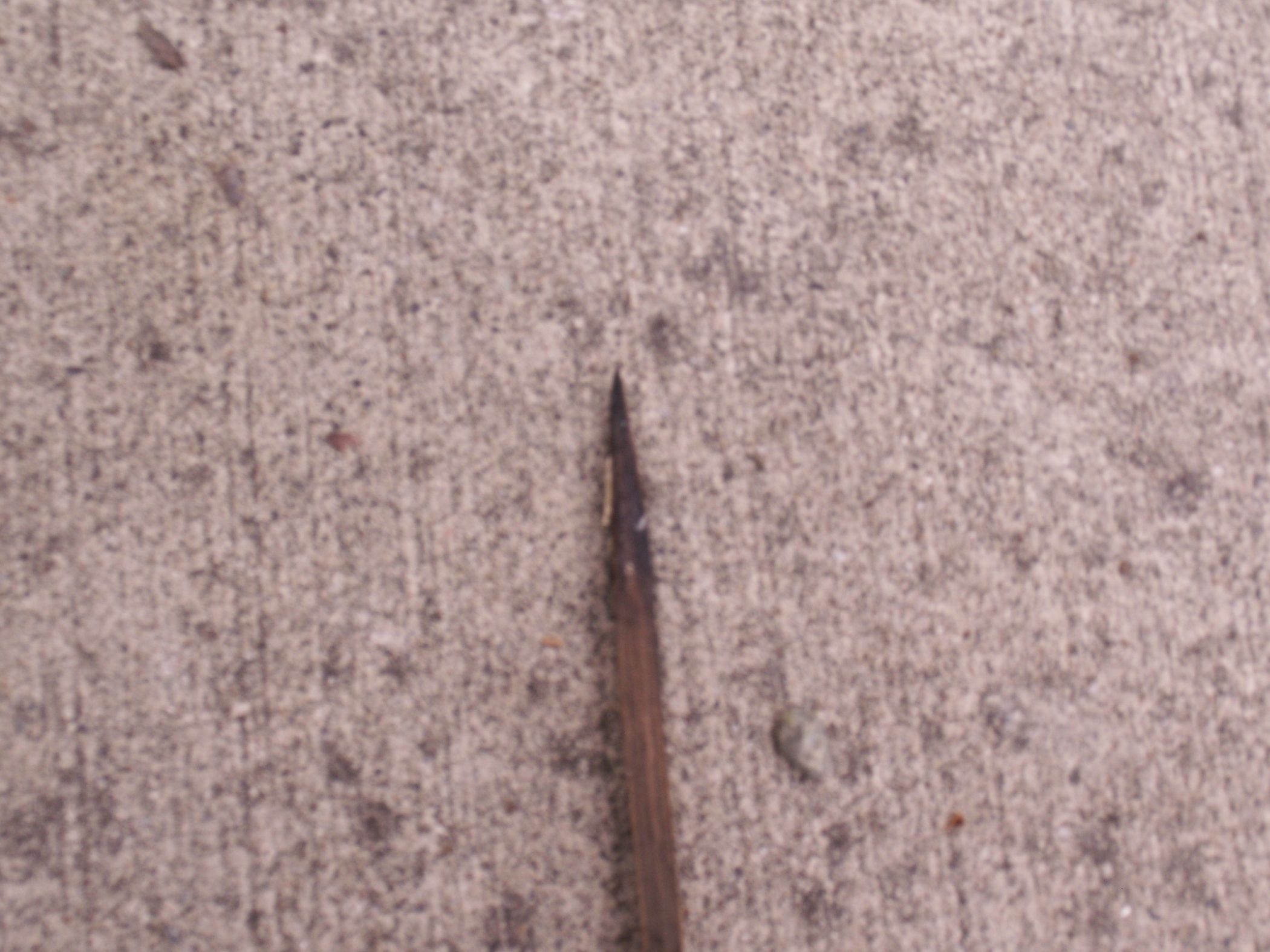 How to Sharpen a Stick With Fire. : 4 Steps - Instructables