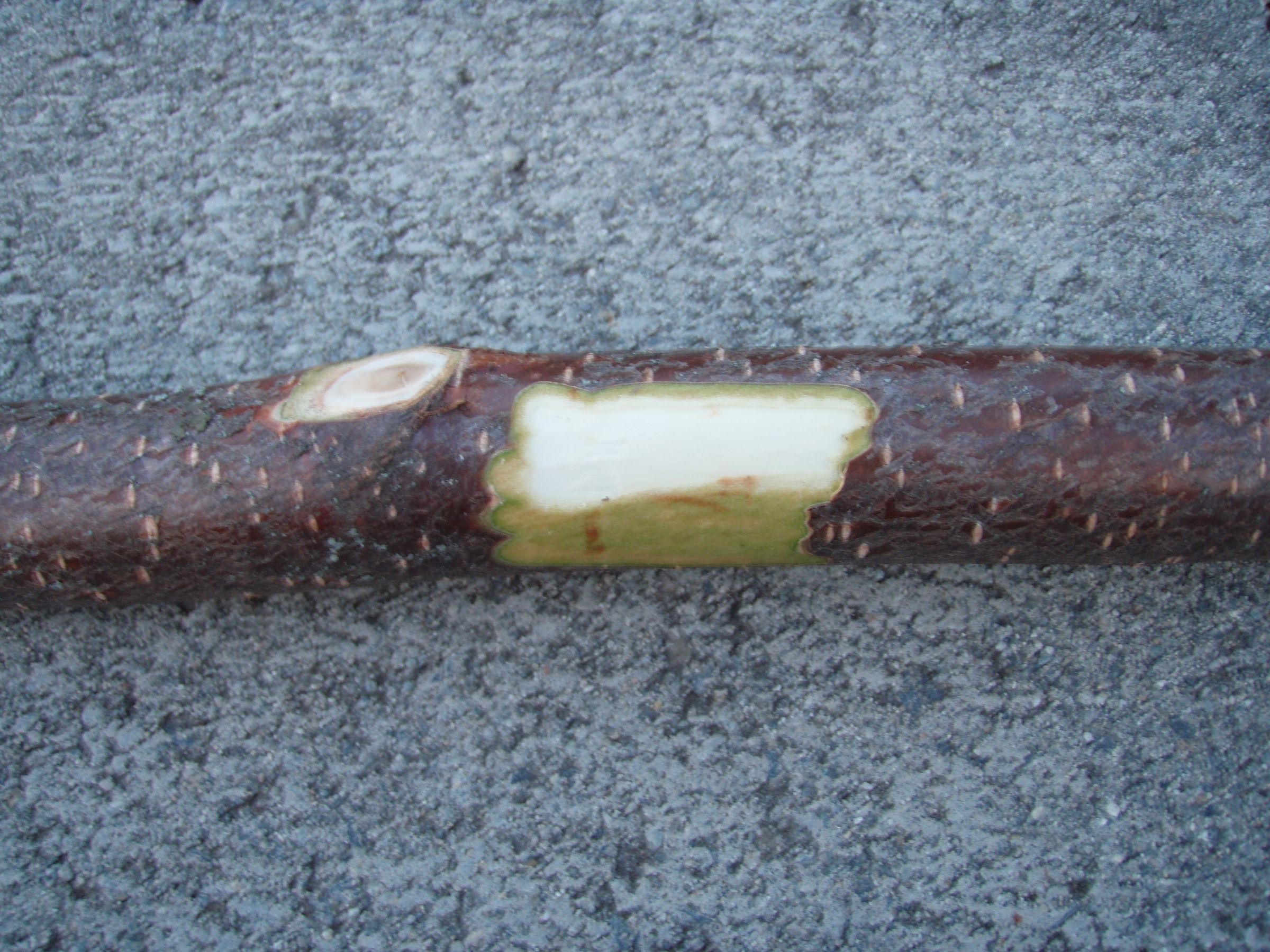 Carve a Staff / Walking Stick : 16 Steps (with Pictures) - Instructables