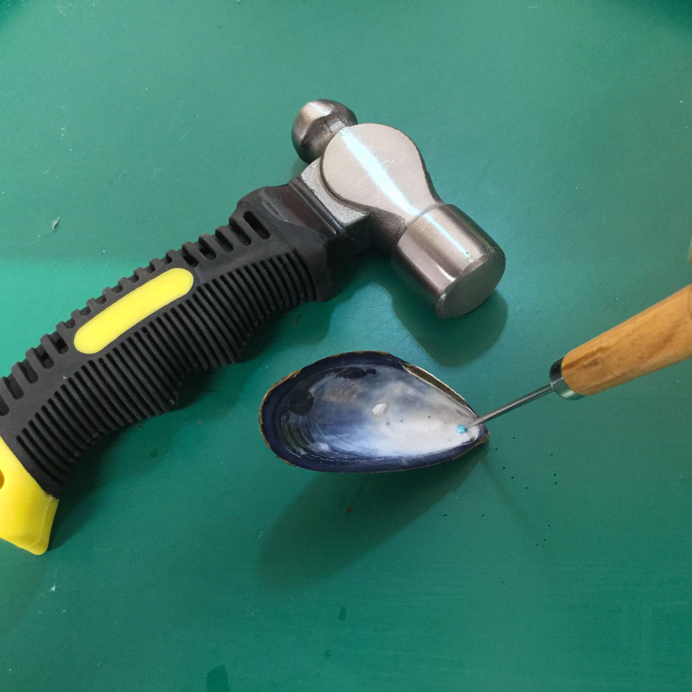 RECYCLE YOUR DINNER! Mussel Jewellery : 7 Steps - Instructables