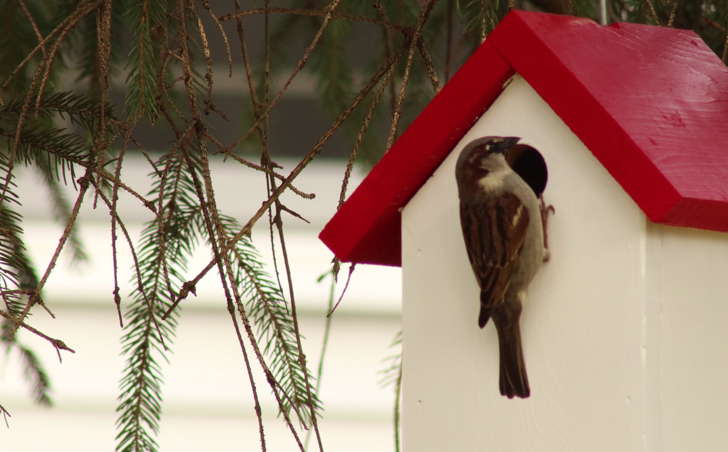 Simple Birdhouse | Easy Quarantine Project With the Kids | FREE PLANS ...
