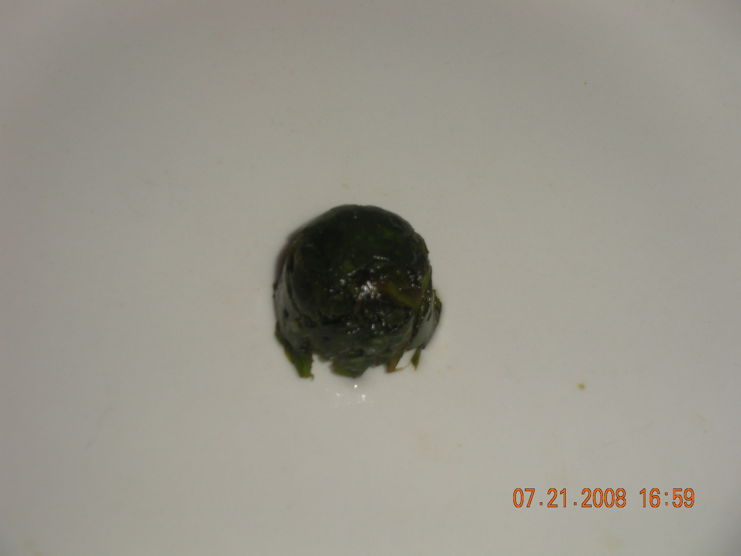 Frozen Basil Bullets : 4 Steps - Instructables
