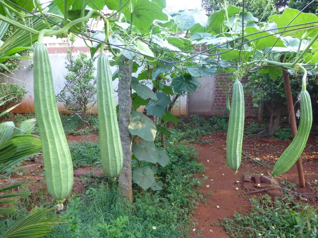 Growing Gourds (Ridge Gourd, Bitter Gourd and Snake Gourd) : 14 Steps ...