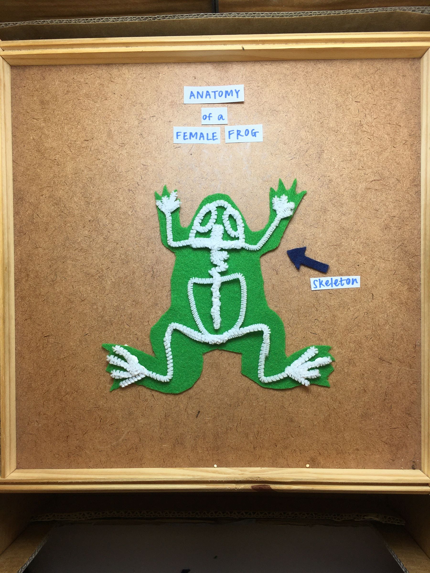 DIY Frog for Dissecting : 11 Steps (with Pictures) - Instructables