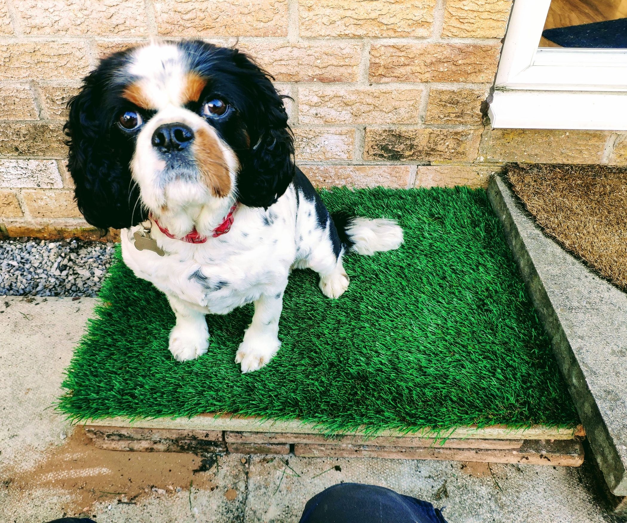 Puppy Pee Pad : 6 Steps (with Pictures) - Instructables