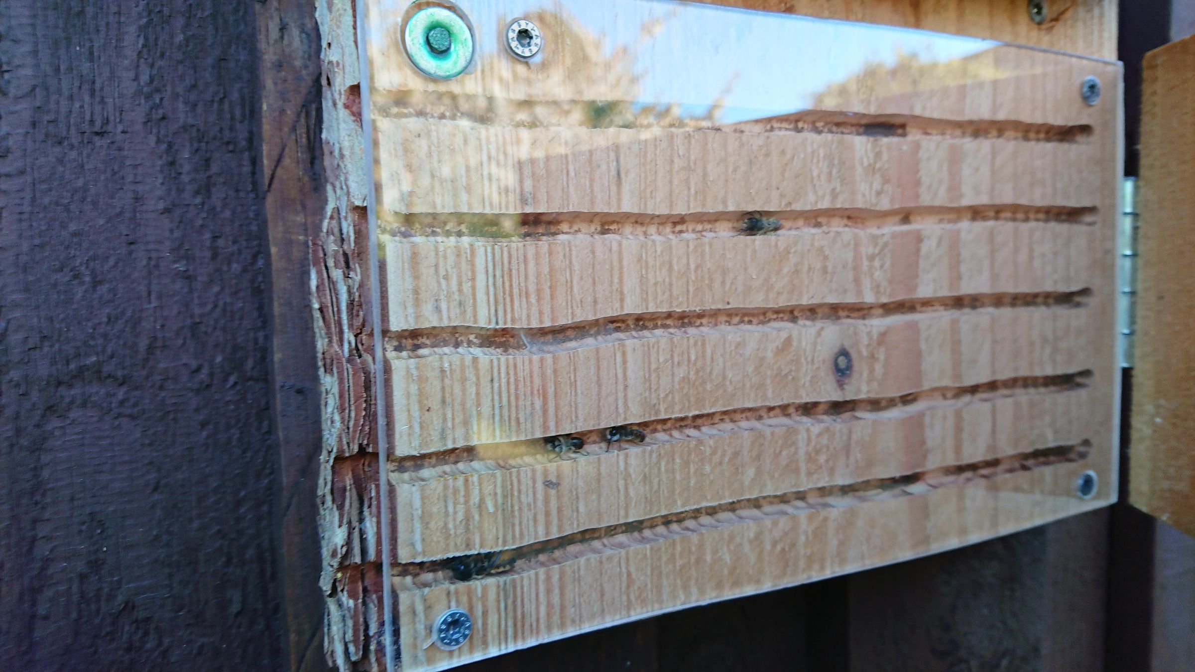 Bee Observatory : 4 Steps (with Pictures) - Instructables