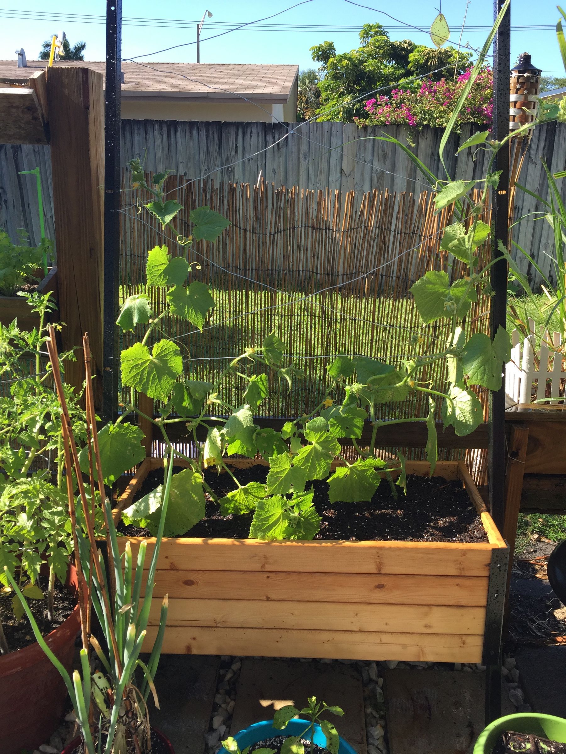 My $10 Reclaimed Climbing Vine Planter Box! : 3 Steps (with Pictures ...