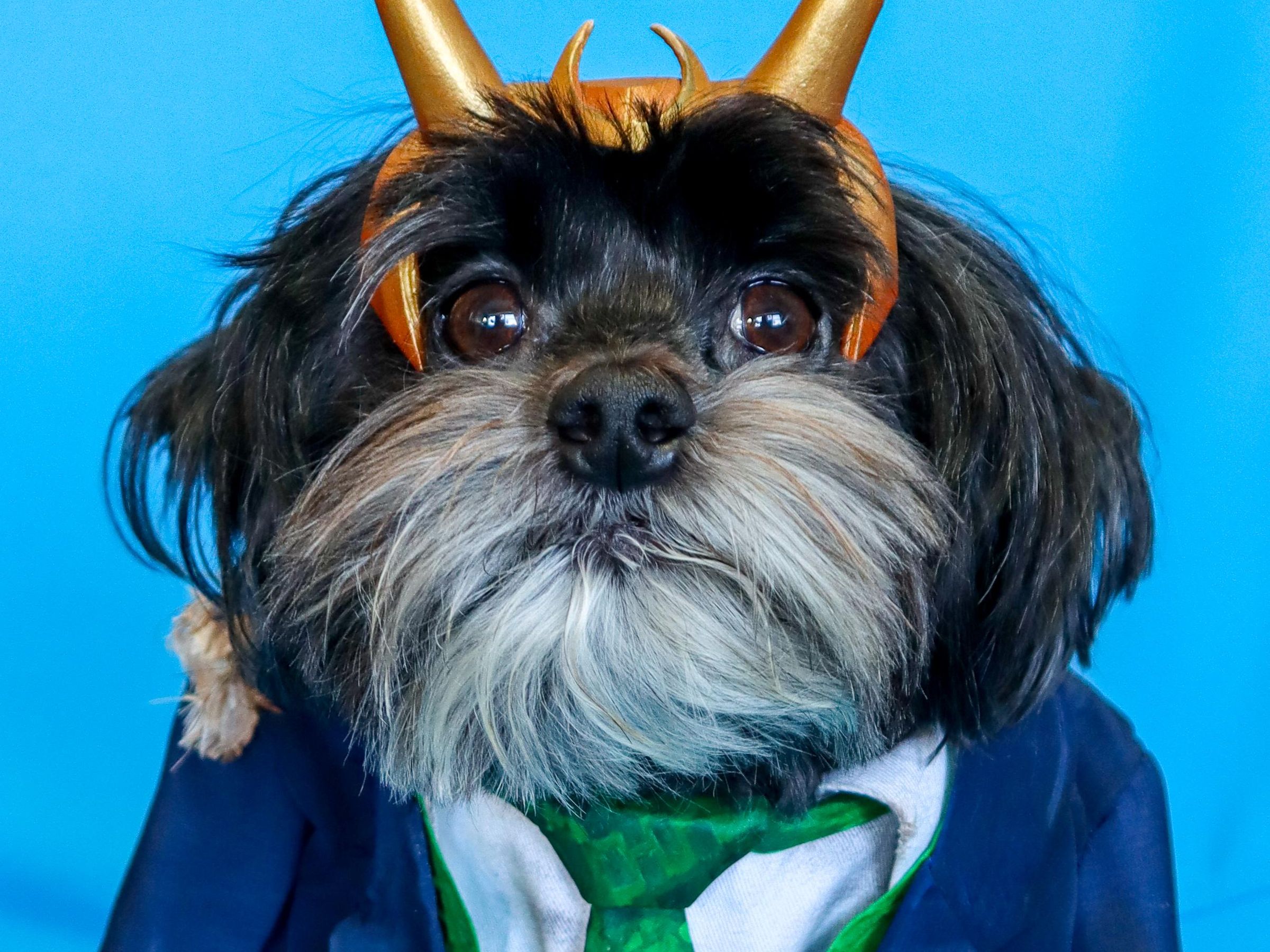 Loki Dog Cosplay: Loki for "PAW"sident : 25 Steps (with Pictures ...
