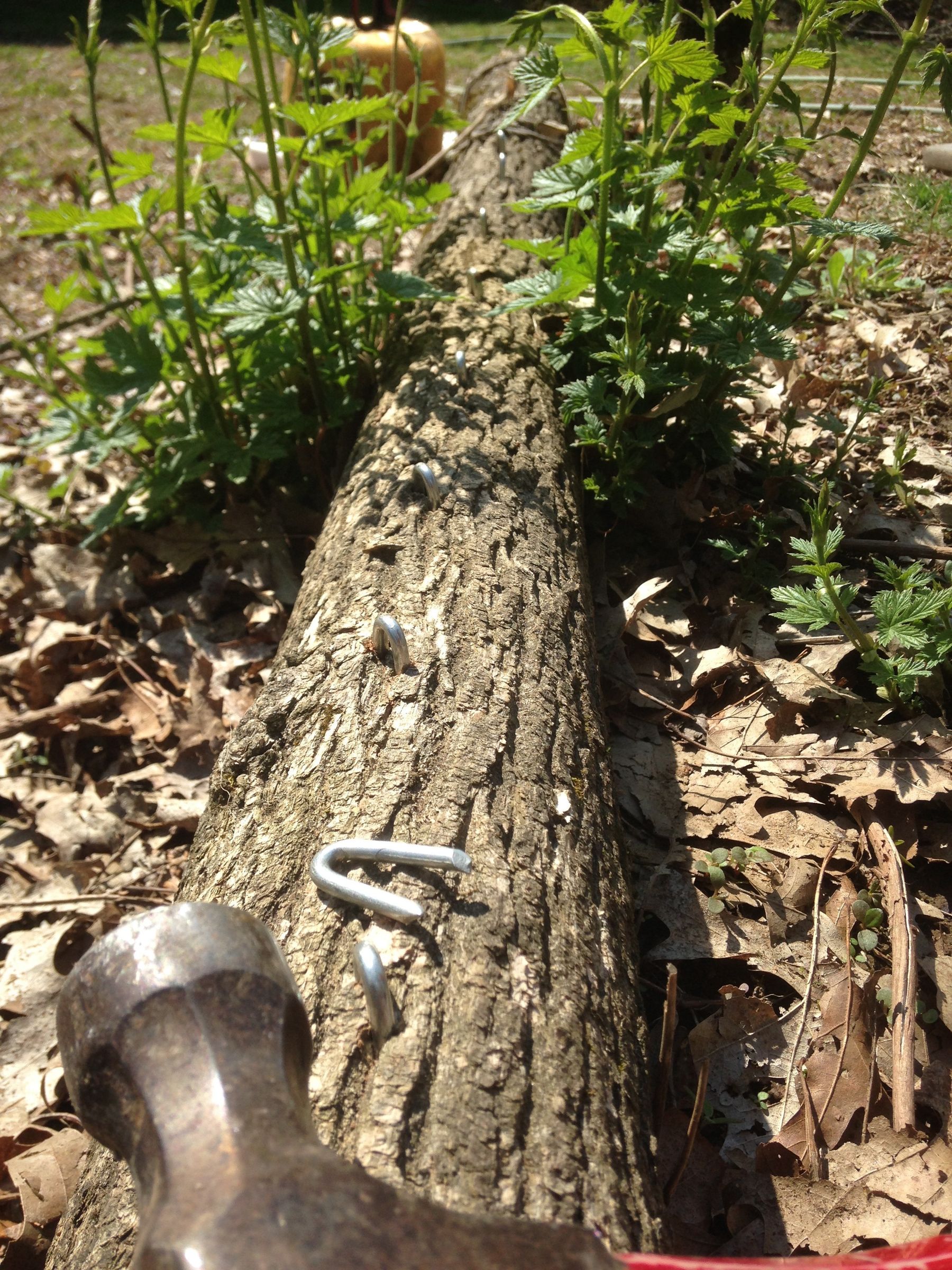 Growing Hops at Home : 9 Steps (with Pictures) - Instructables