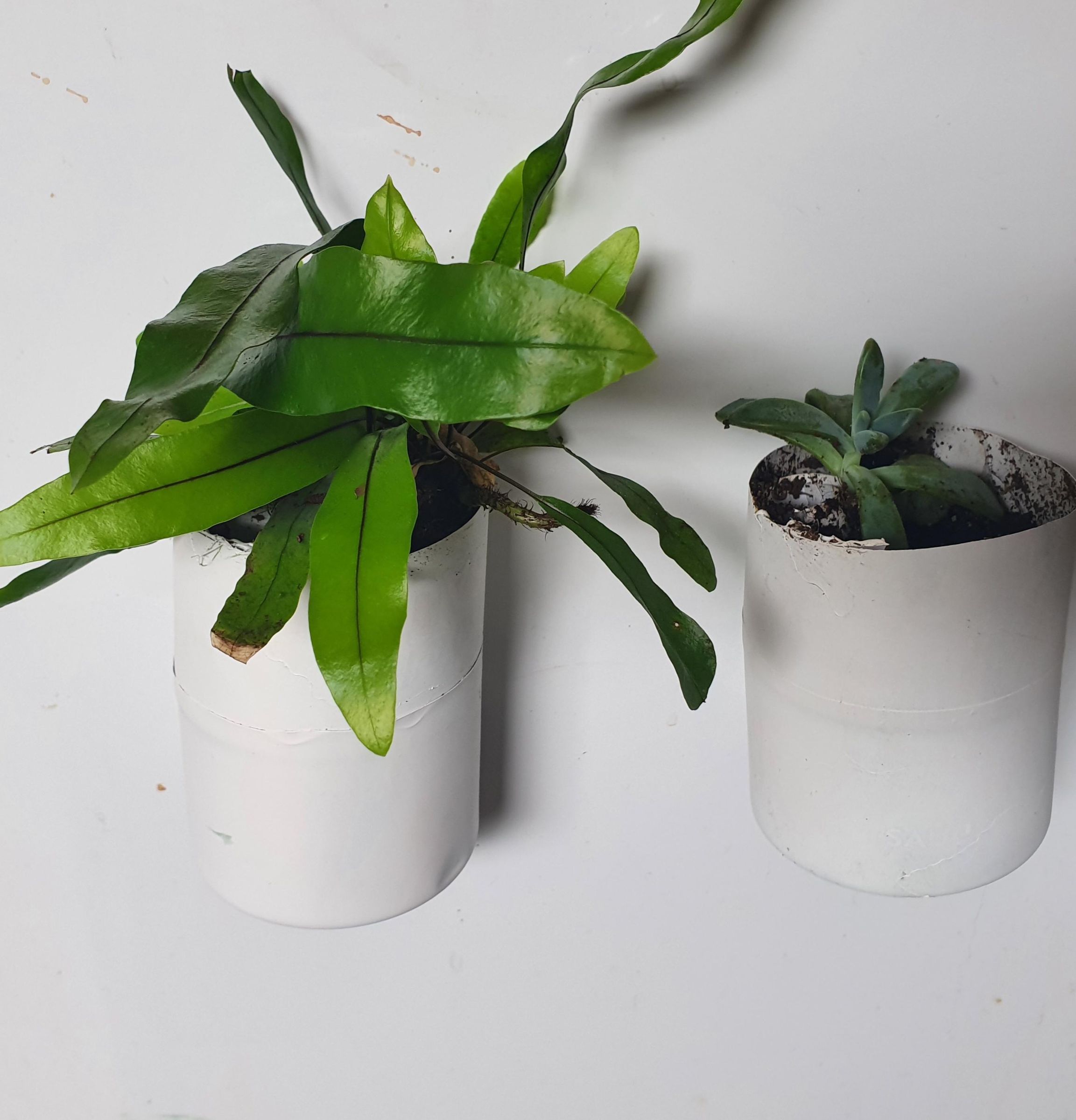 Self Watering Fridge Garden : 7 Steps - Instructables