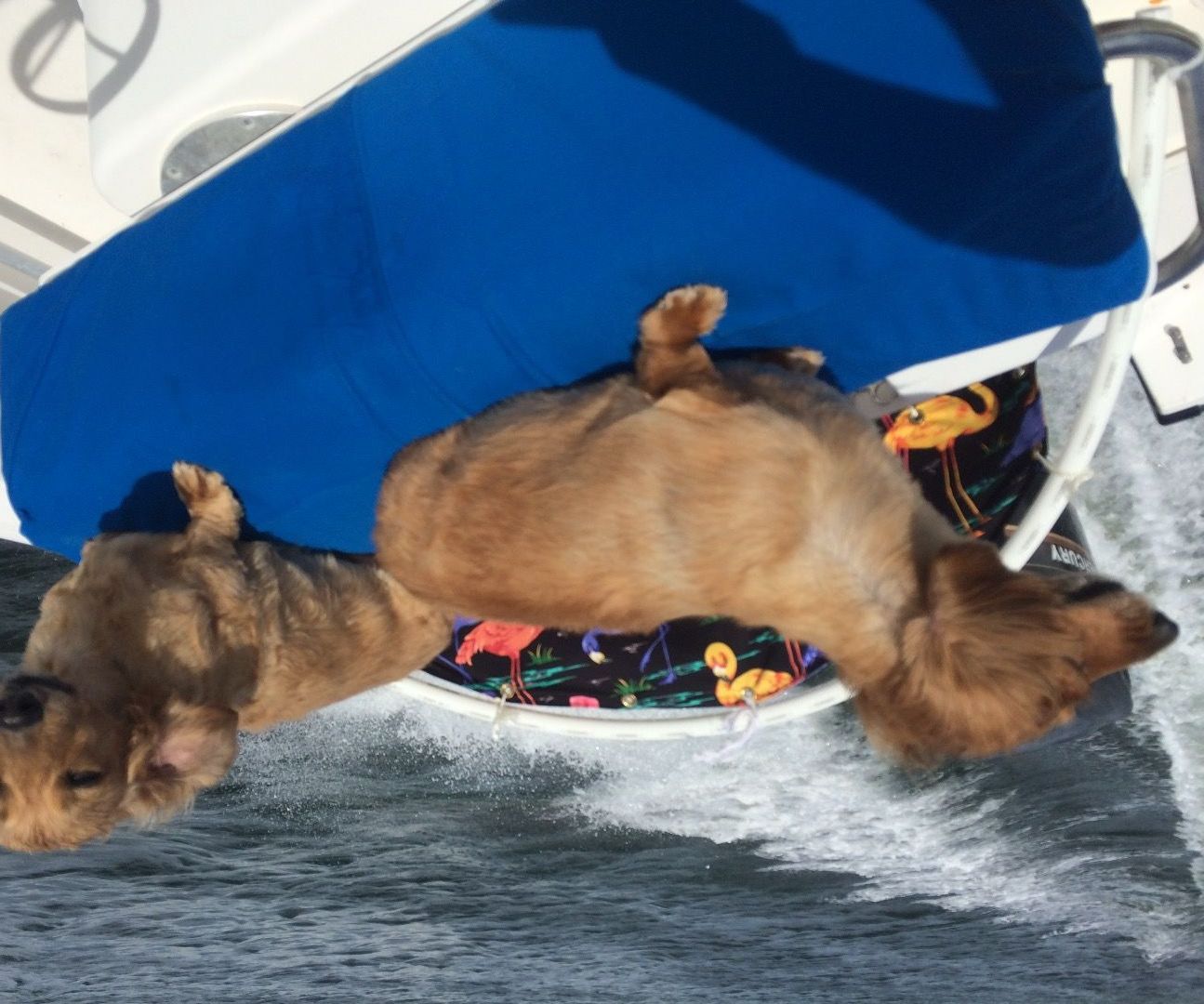 Bimini Style Dog Boat Seat ($25 Max, 1 Hour) : 5 Steps - Instructables