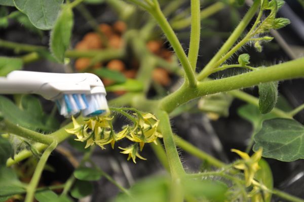 How to Hand Pollinate Tomatoes for Larger Production and Harvest ...