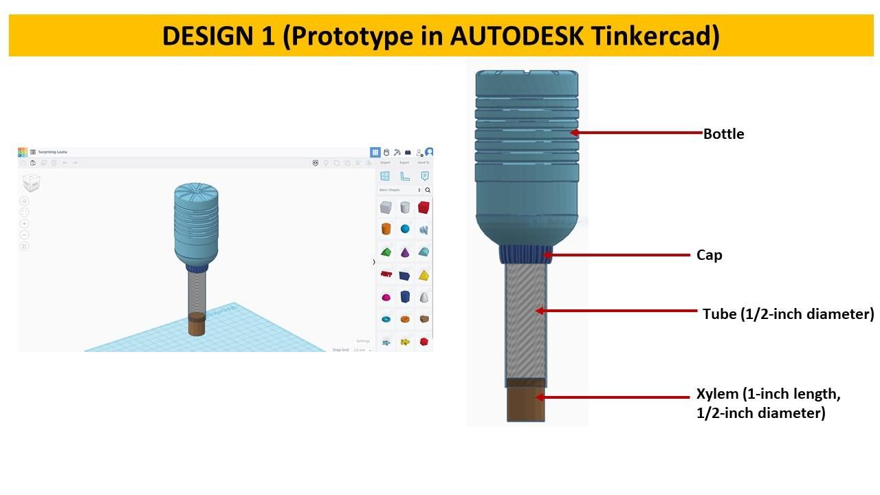 Unusual Use of Plant Xylem & Coconut Shell to Make Water Filter : 11 ...