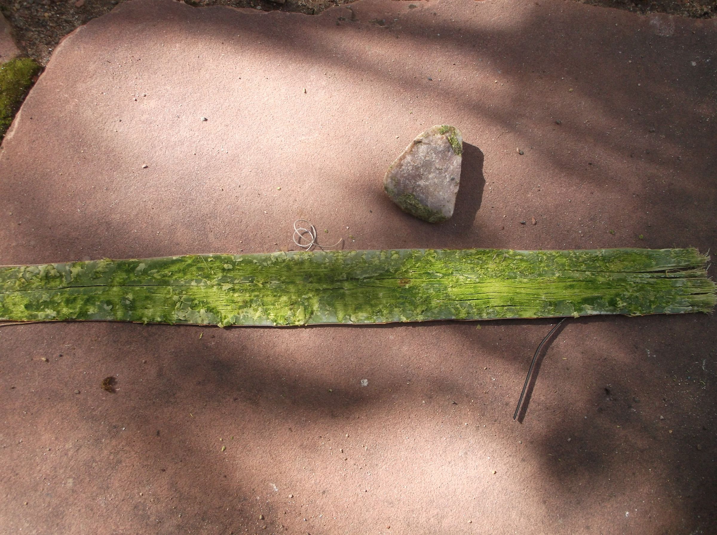 Processing Yucca Fibre With Primitive Tools : 6 Steps (with Pictures ...