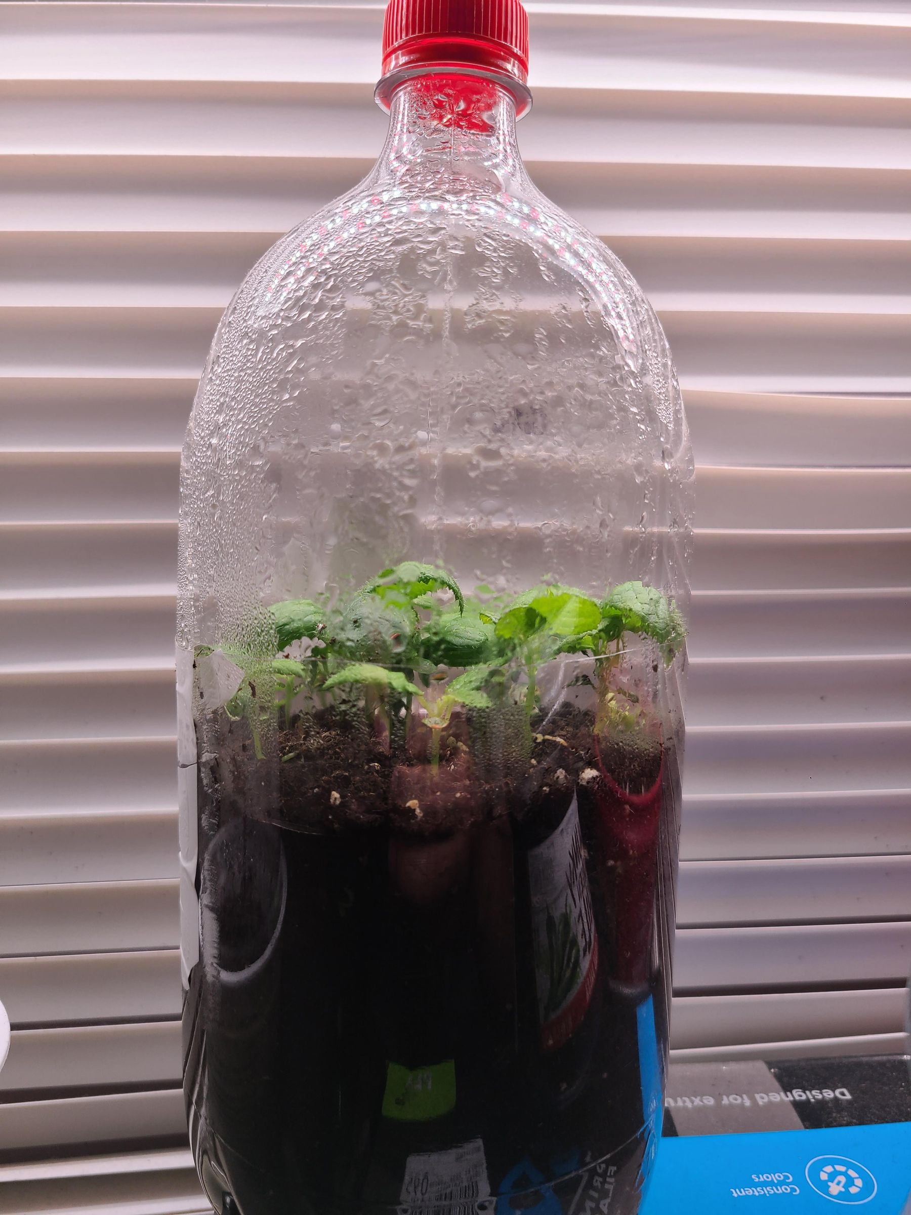 2 Liter Greenhouse : 5 Steps (with Pictures) - Instructables