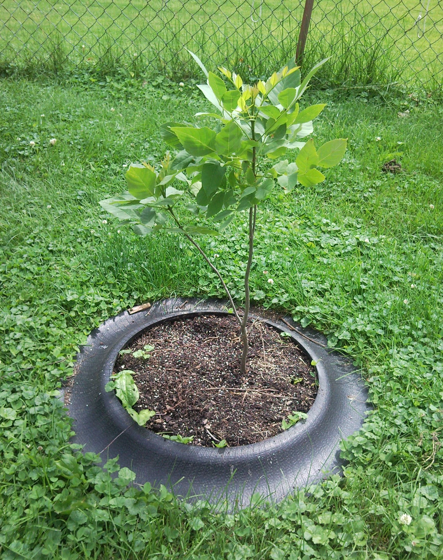 Used Tired Raised Garden & Tree Ring : 6 Steps (with Pictures ...