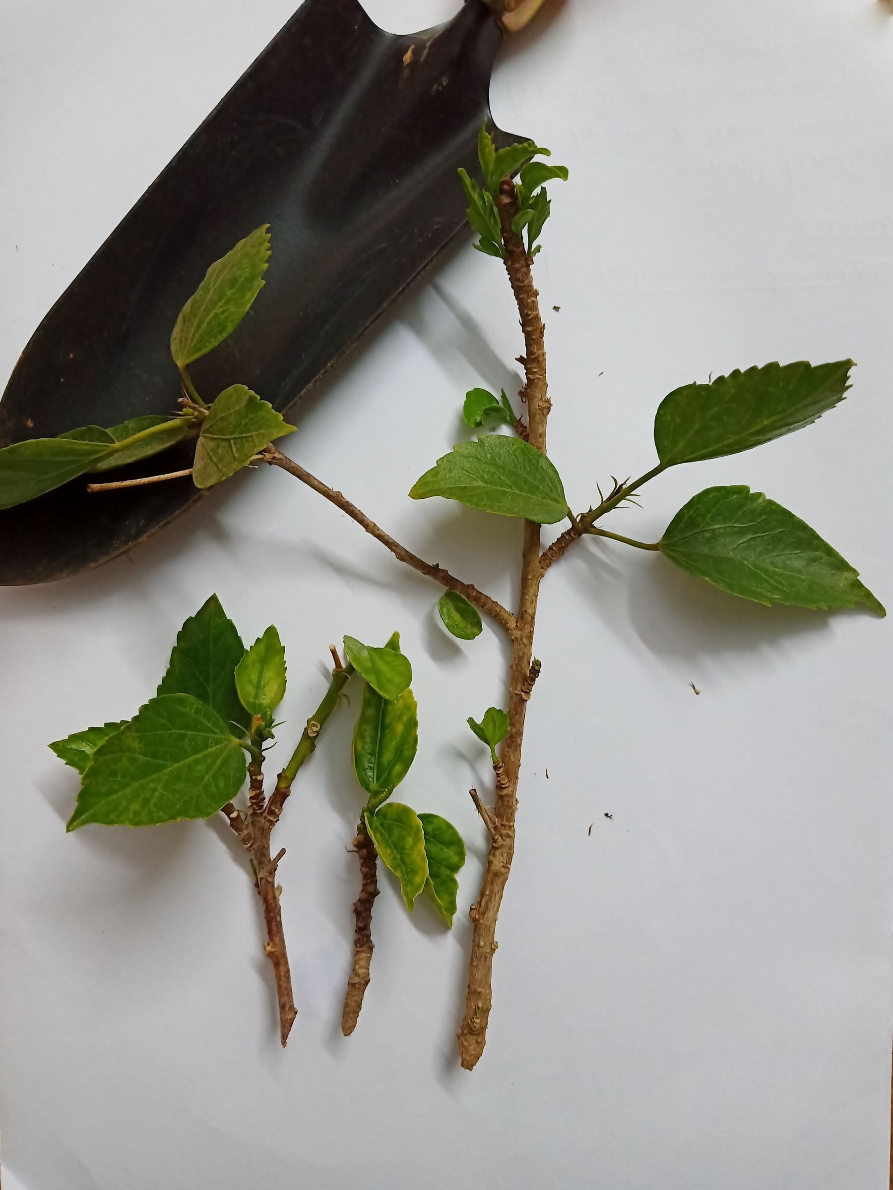 Steps to Grow Plants From Stem Cuttings : 7 Steps (with Pictures ...