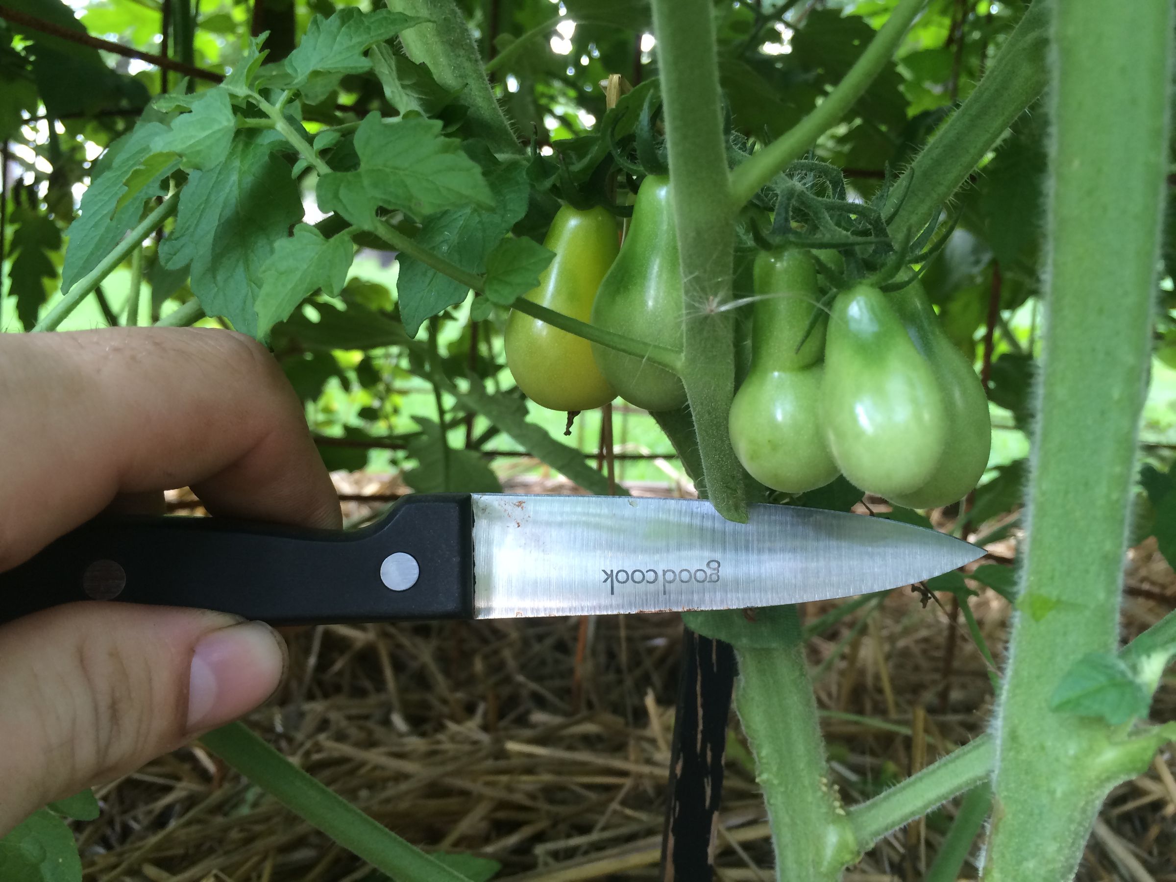 Pruning Tomatoes for Maximum Yield : 3 Steps (with Pictures ...